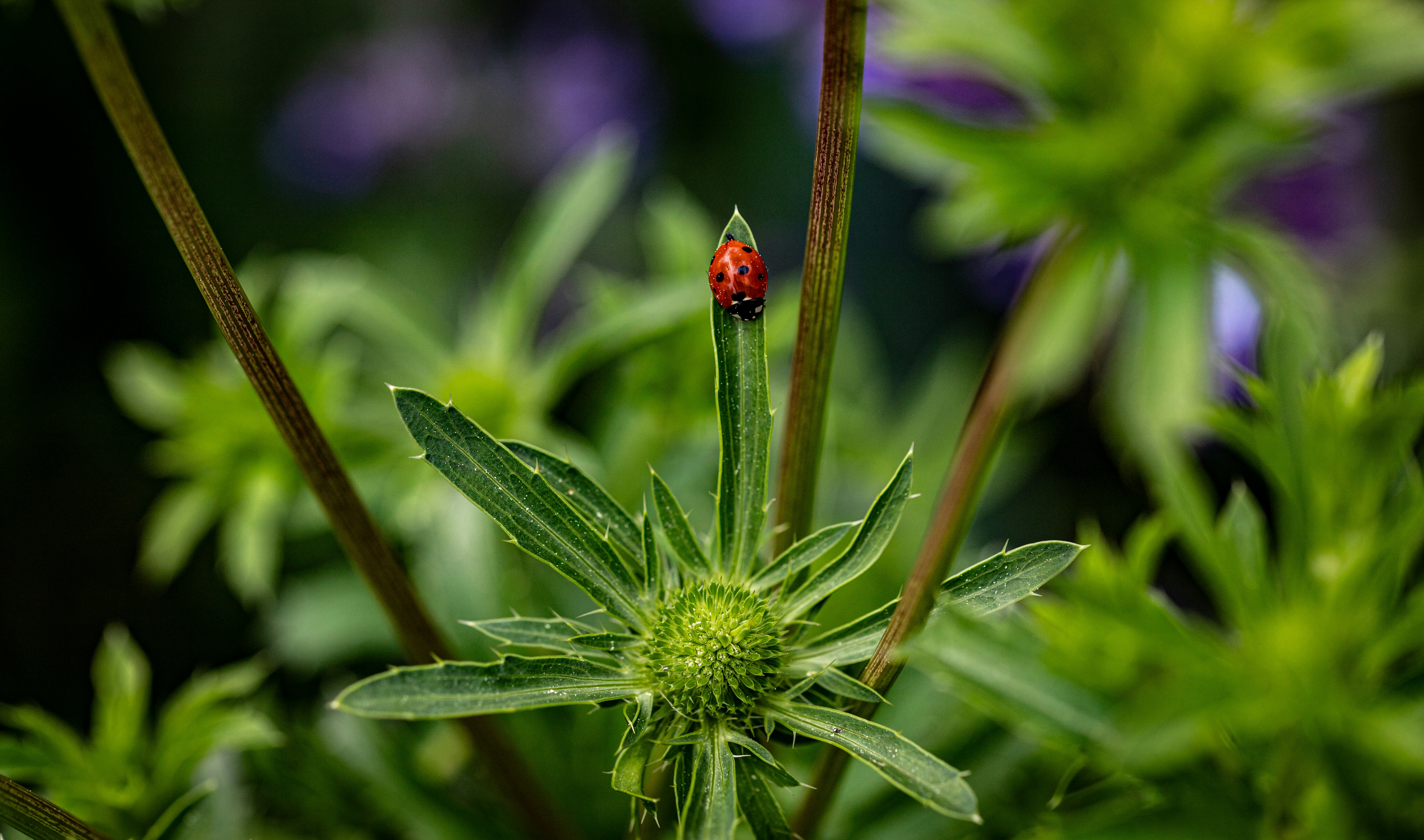 Red Ladybug on a Spiky Green Bud: A Macro Garden Moment