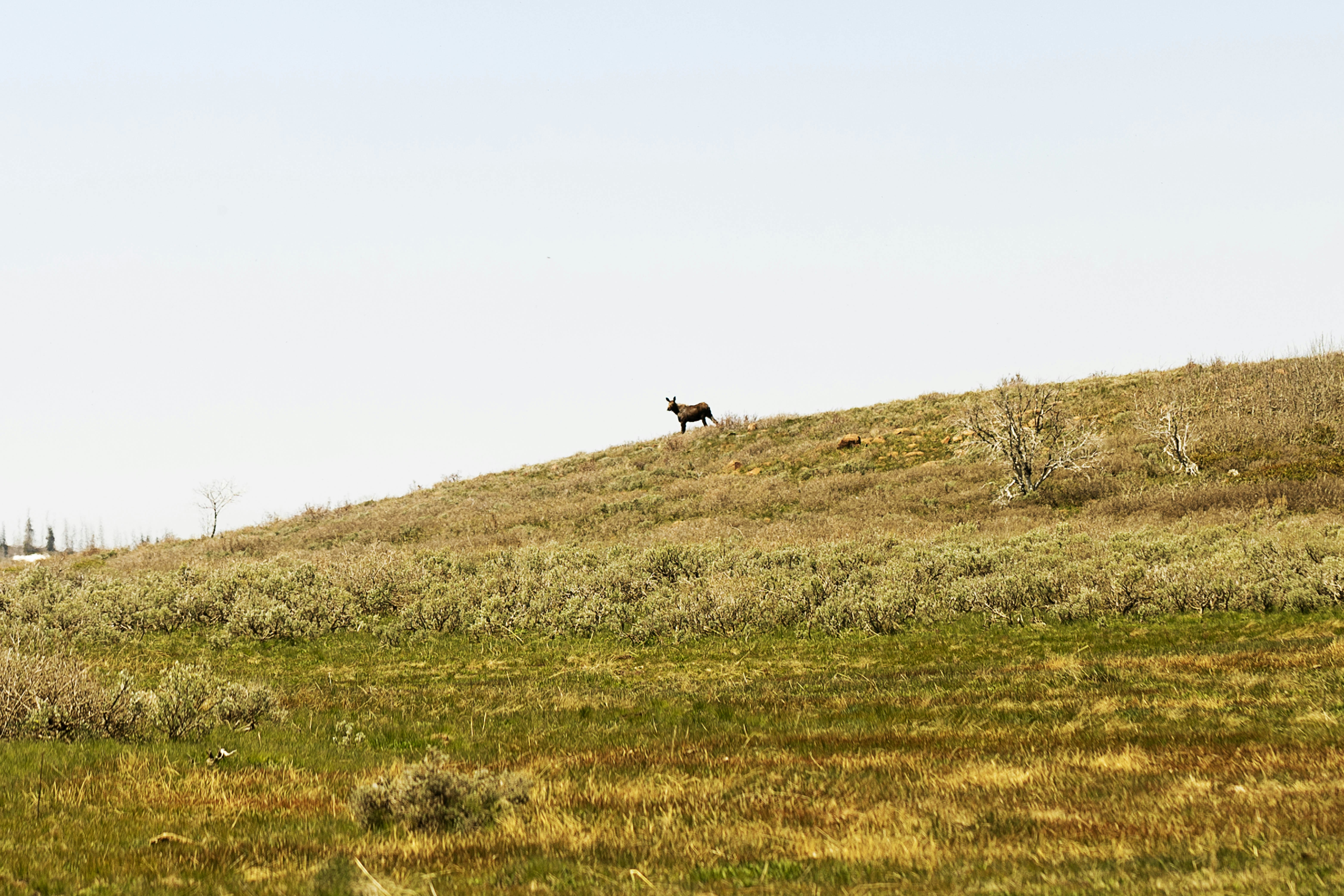 Moose in the mountains