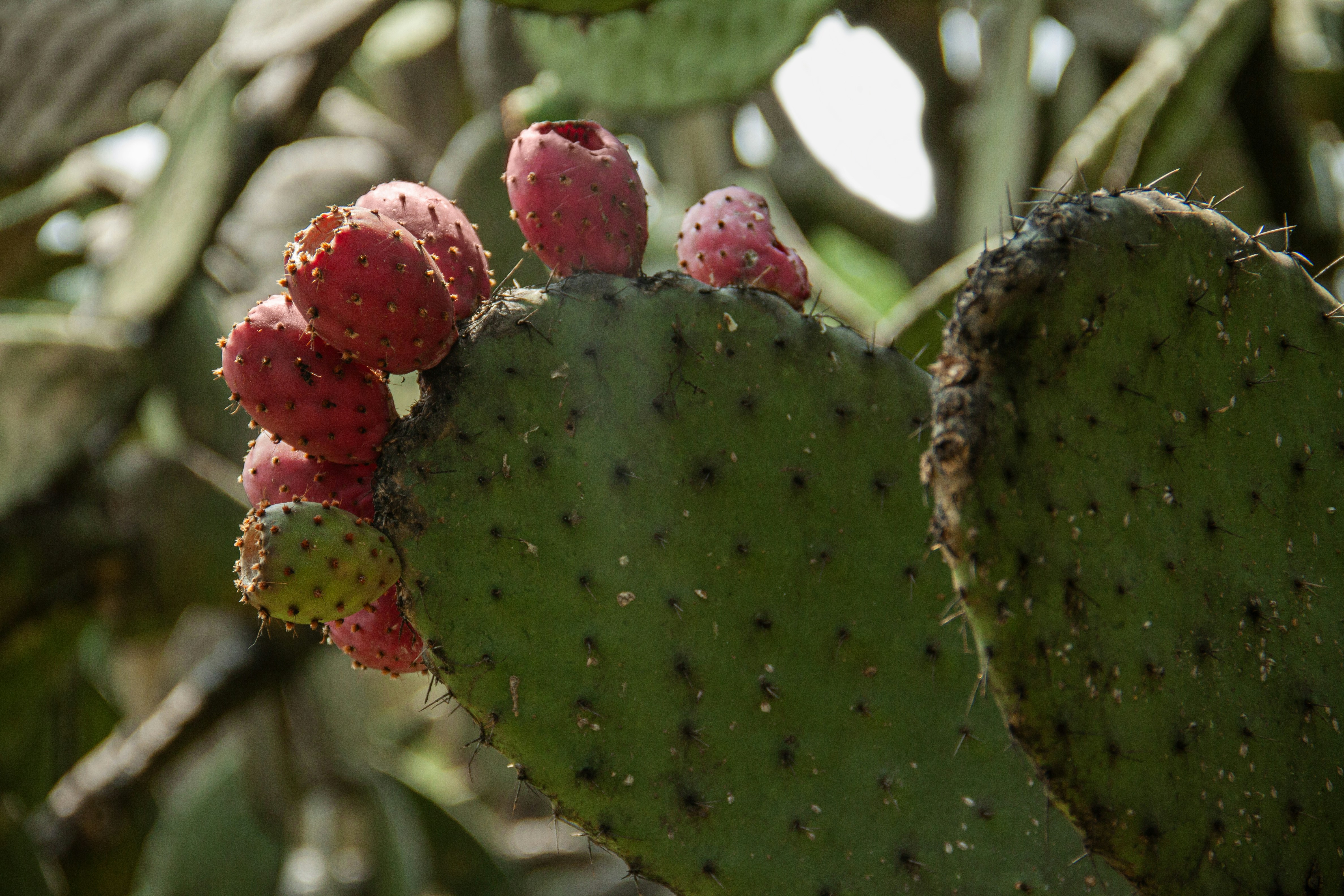 Un primer plano de un cactus con fruta foto – Imagen de Nopal gratuita ...