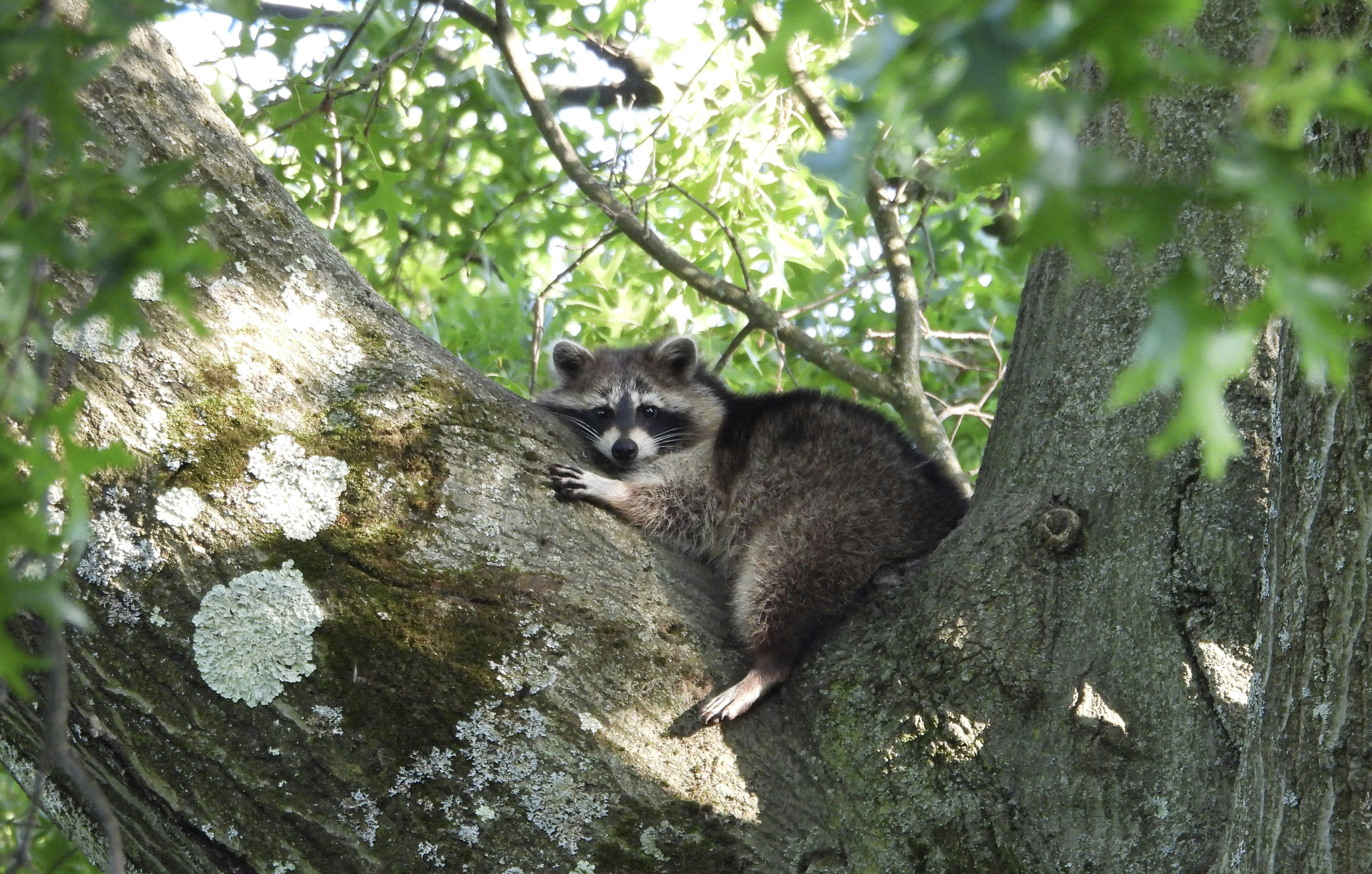 A raccoon is sitting in a tree looking out photo – Free Raccoon Image ...