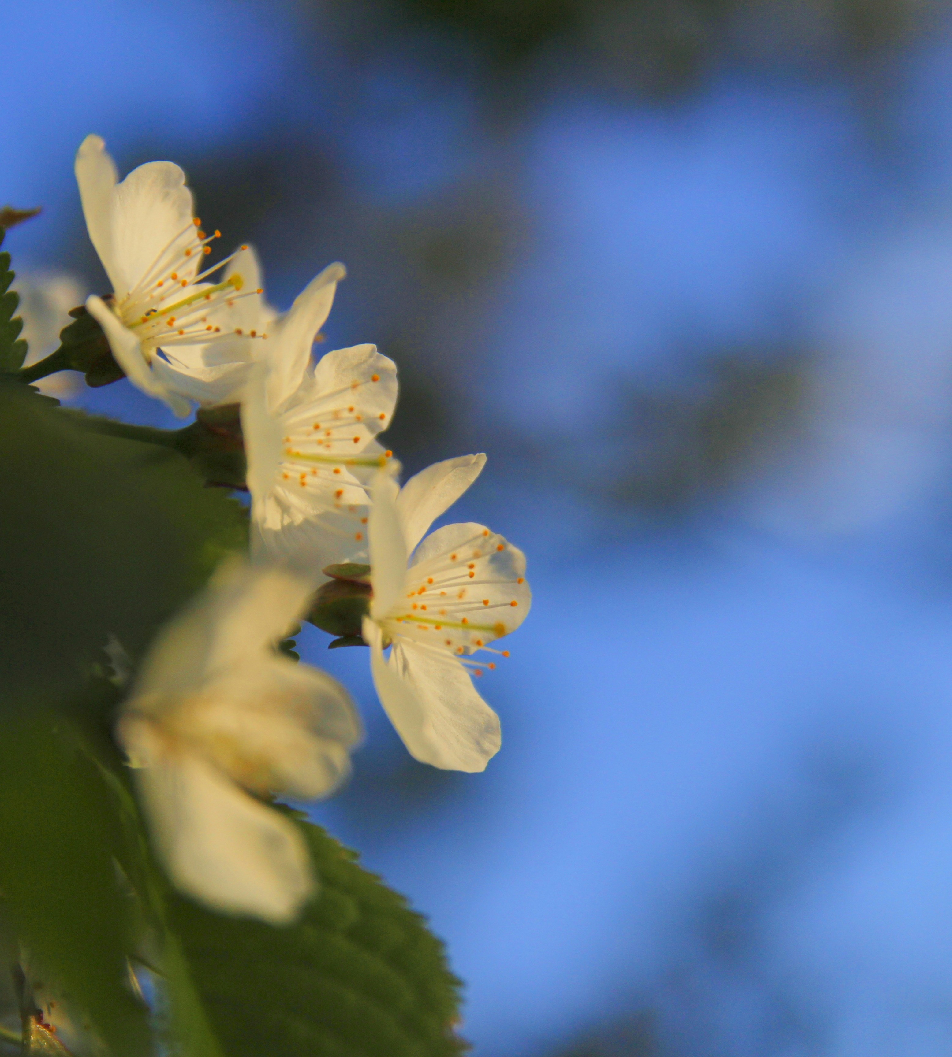 Photo by Egemen Şahin with Canon EOS 650D