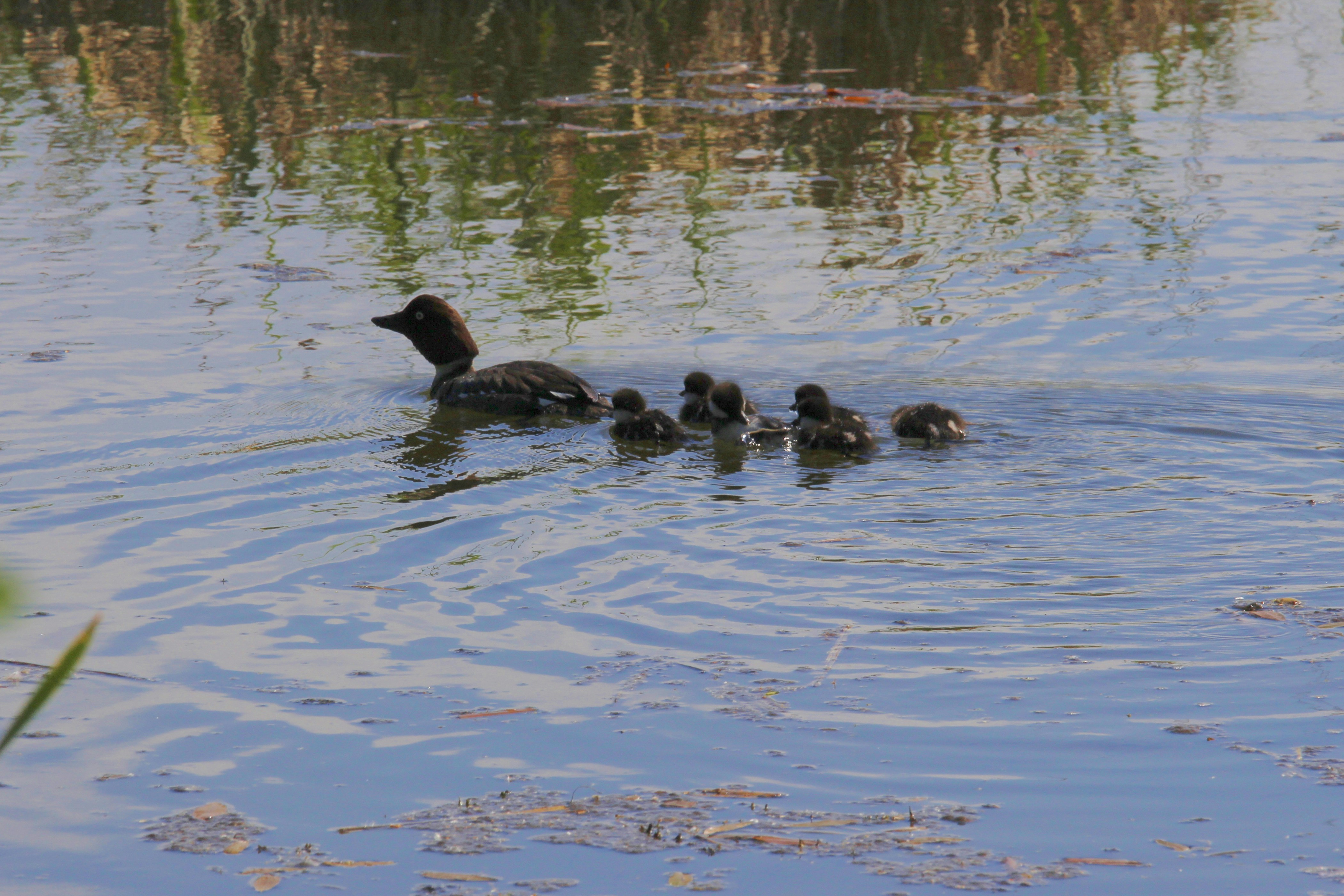 Ottawa Charge Recap: Week 3 - BVM Sports