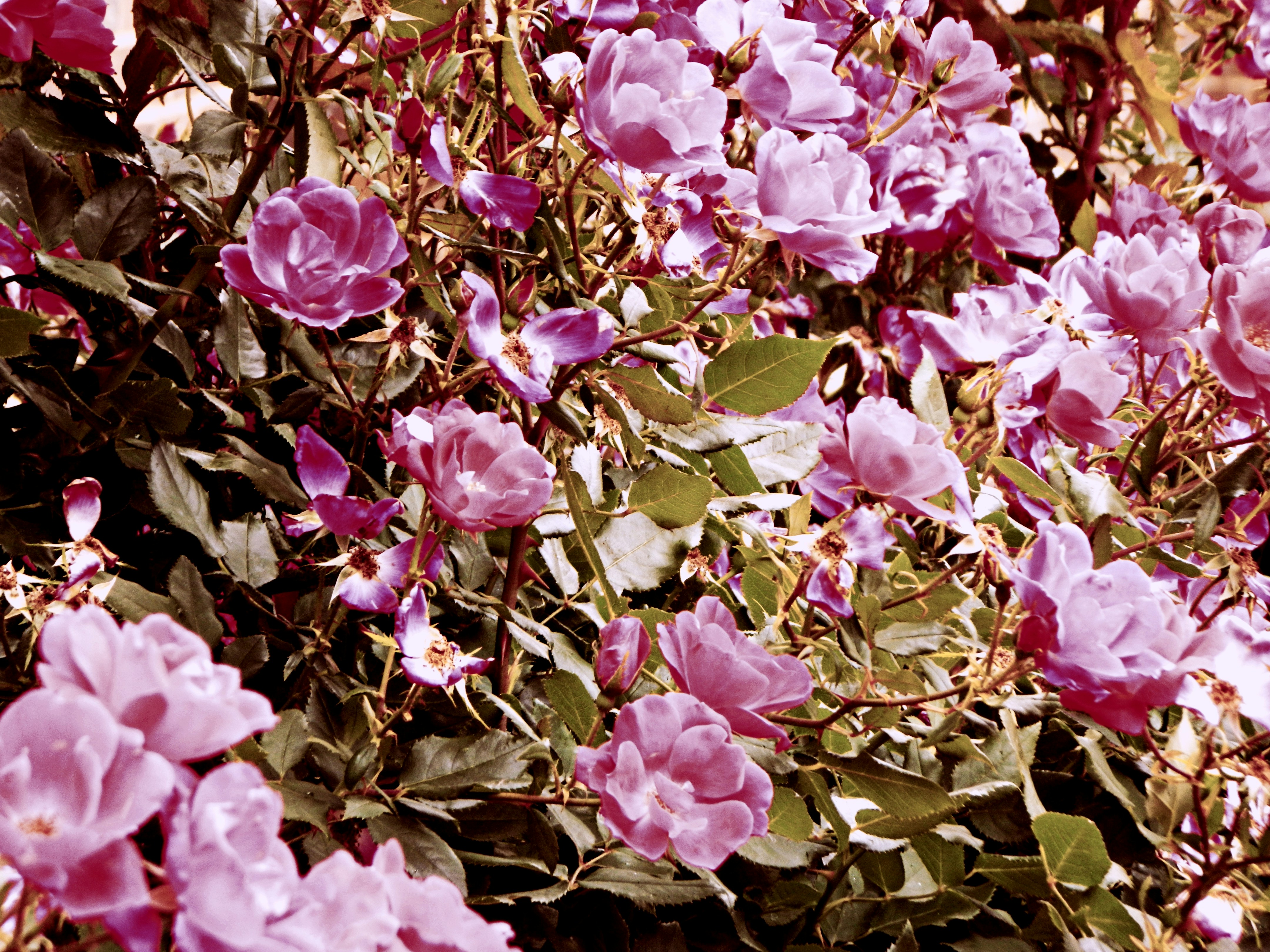 A wall of pink flowers.