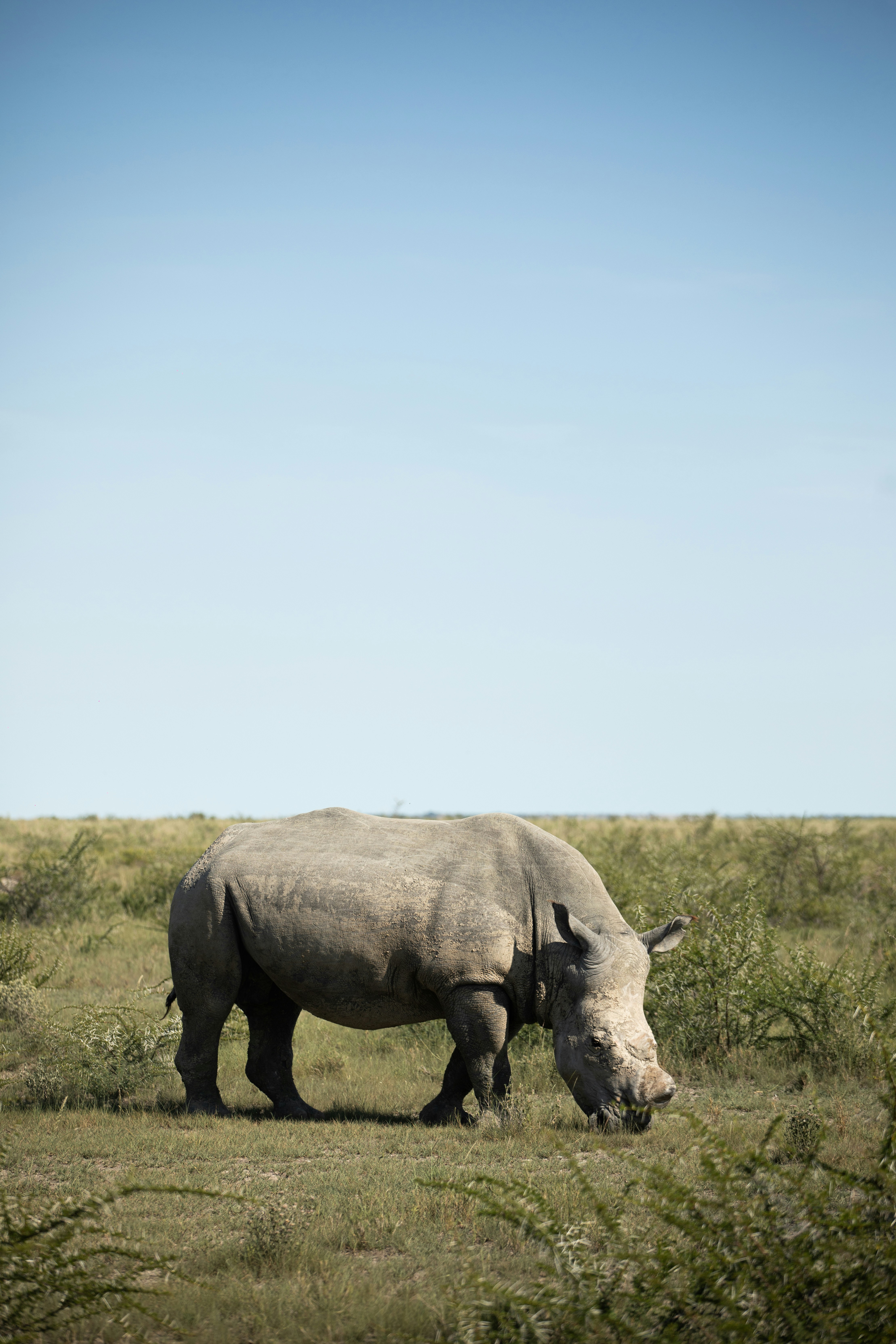 A white rhino standing on top of a lush green field photo – Free ...
