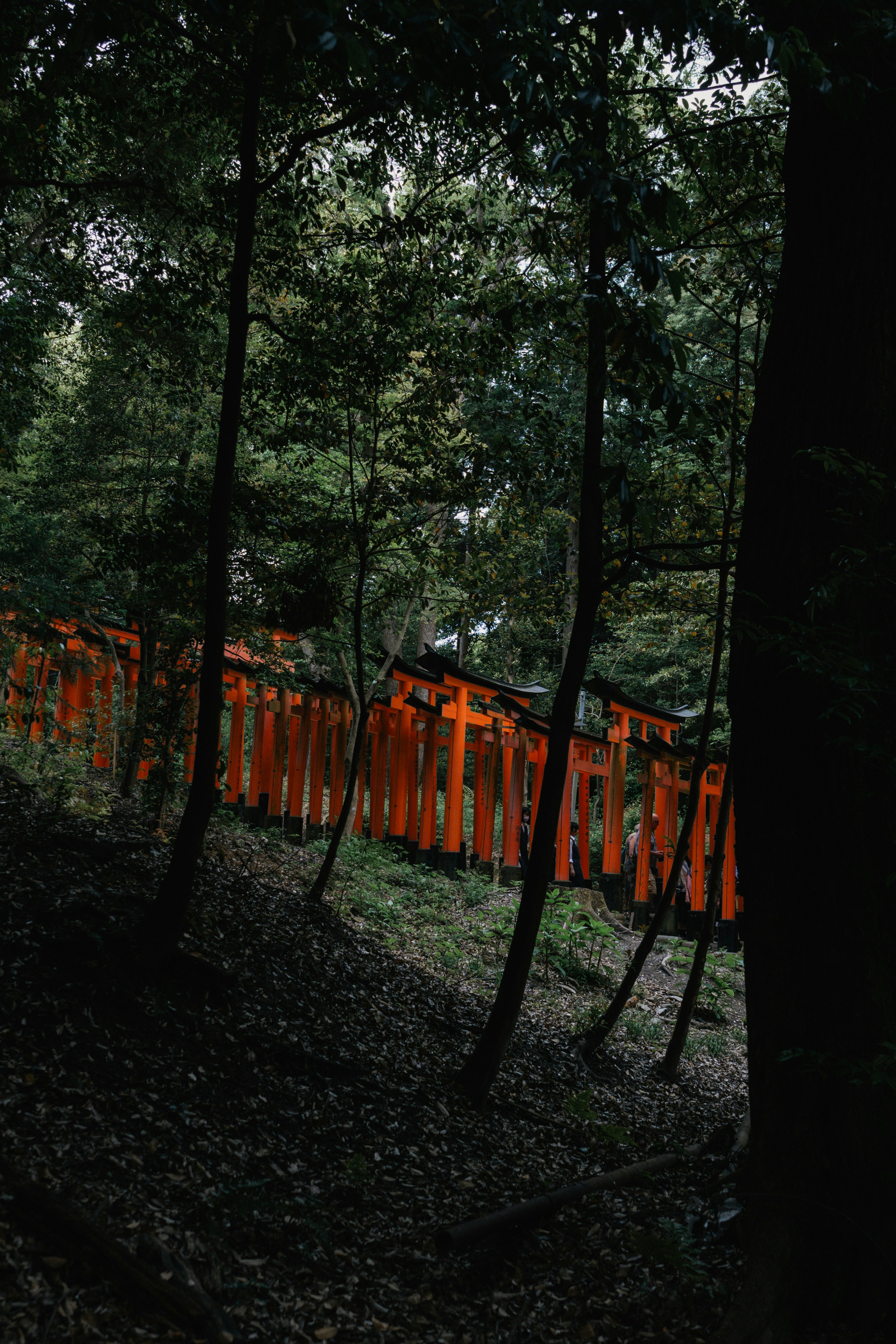 Vermilion Gate Corridor Through a Shadowed Forest