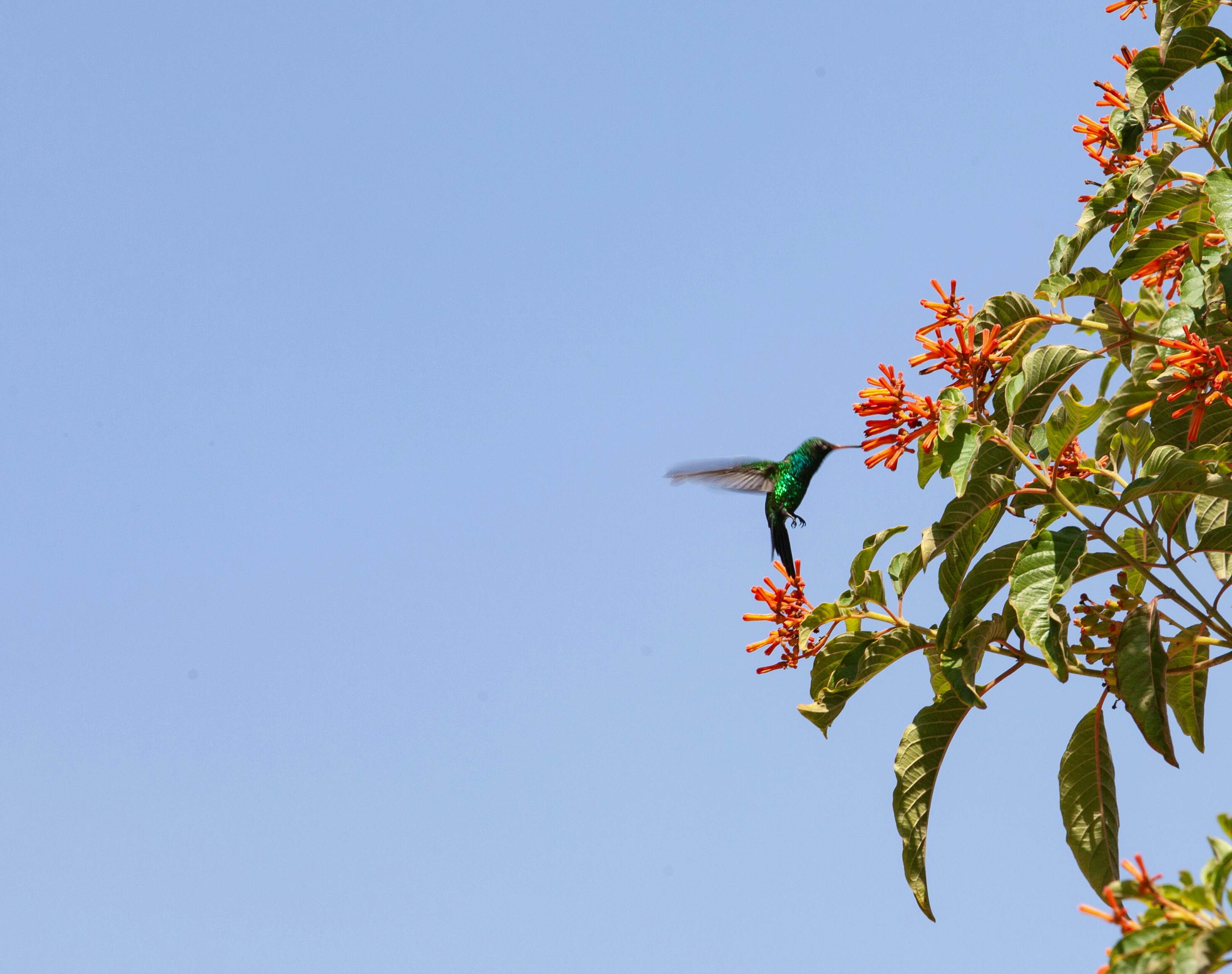A hummingbird in blue skies: emerald blur at the edge of a flowering branch