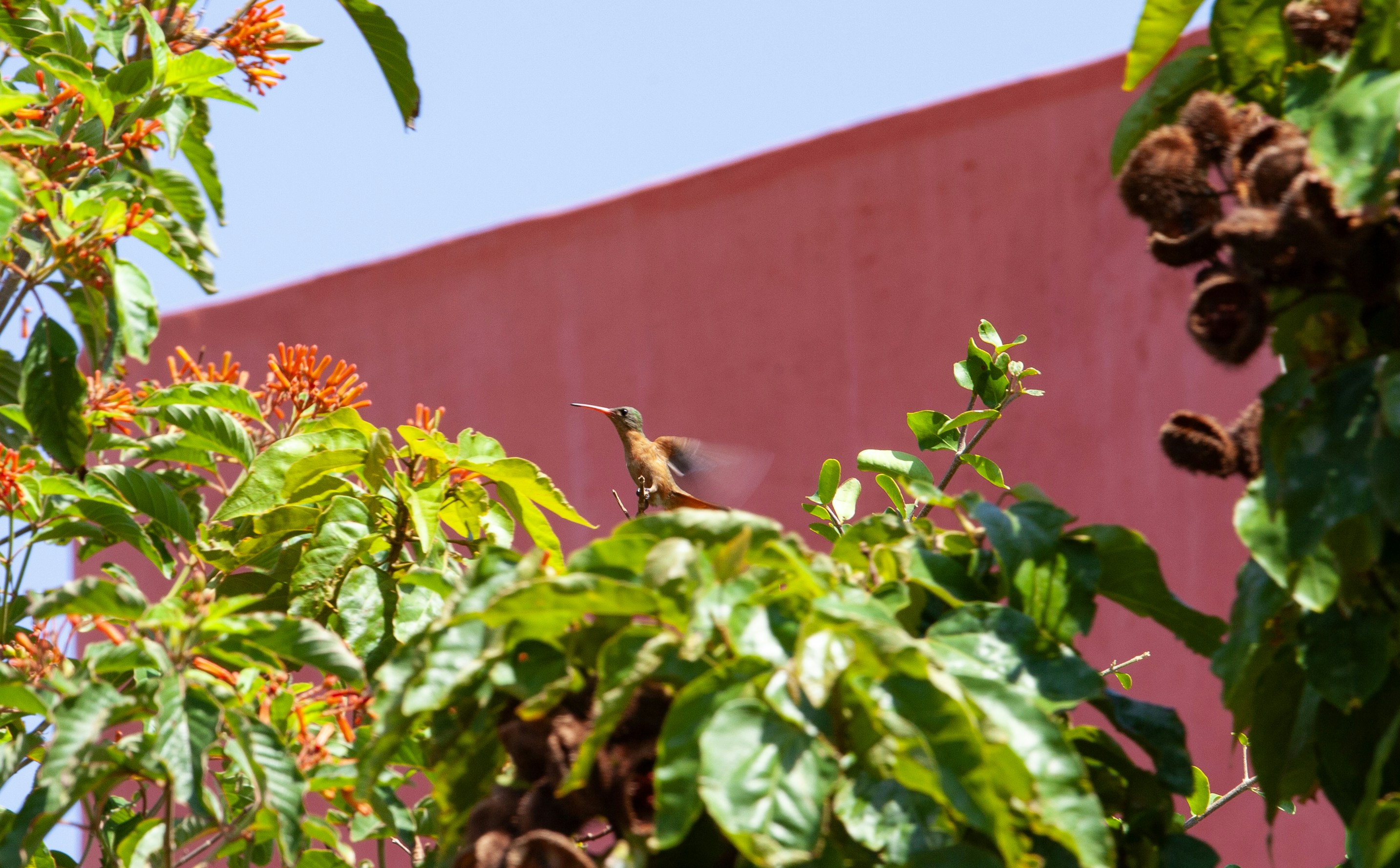 Hummingbird on a Leafy Stage Before a Coral Wall