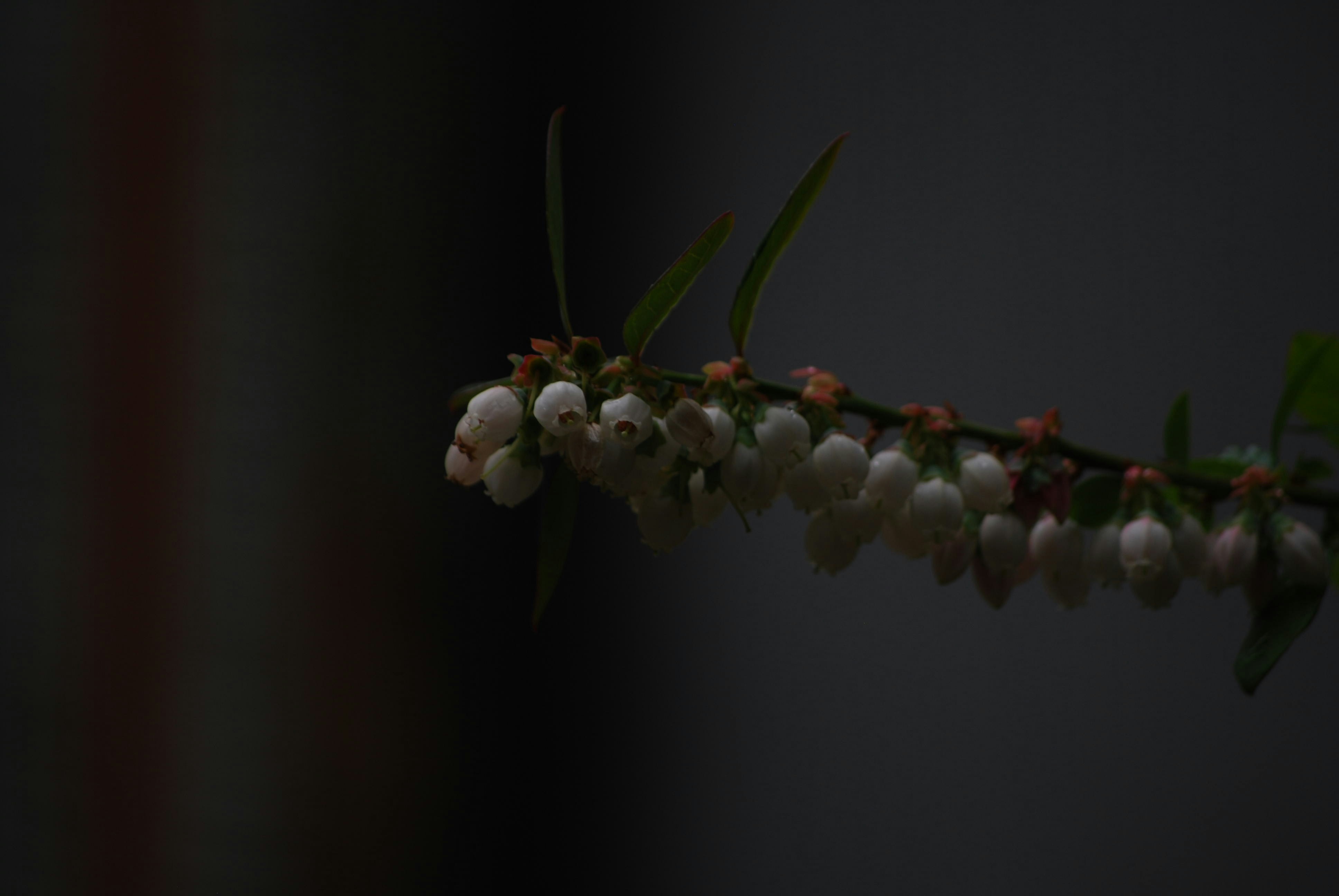 Midnight Bloom: A Fragile Chain of White Bells in the Dark
