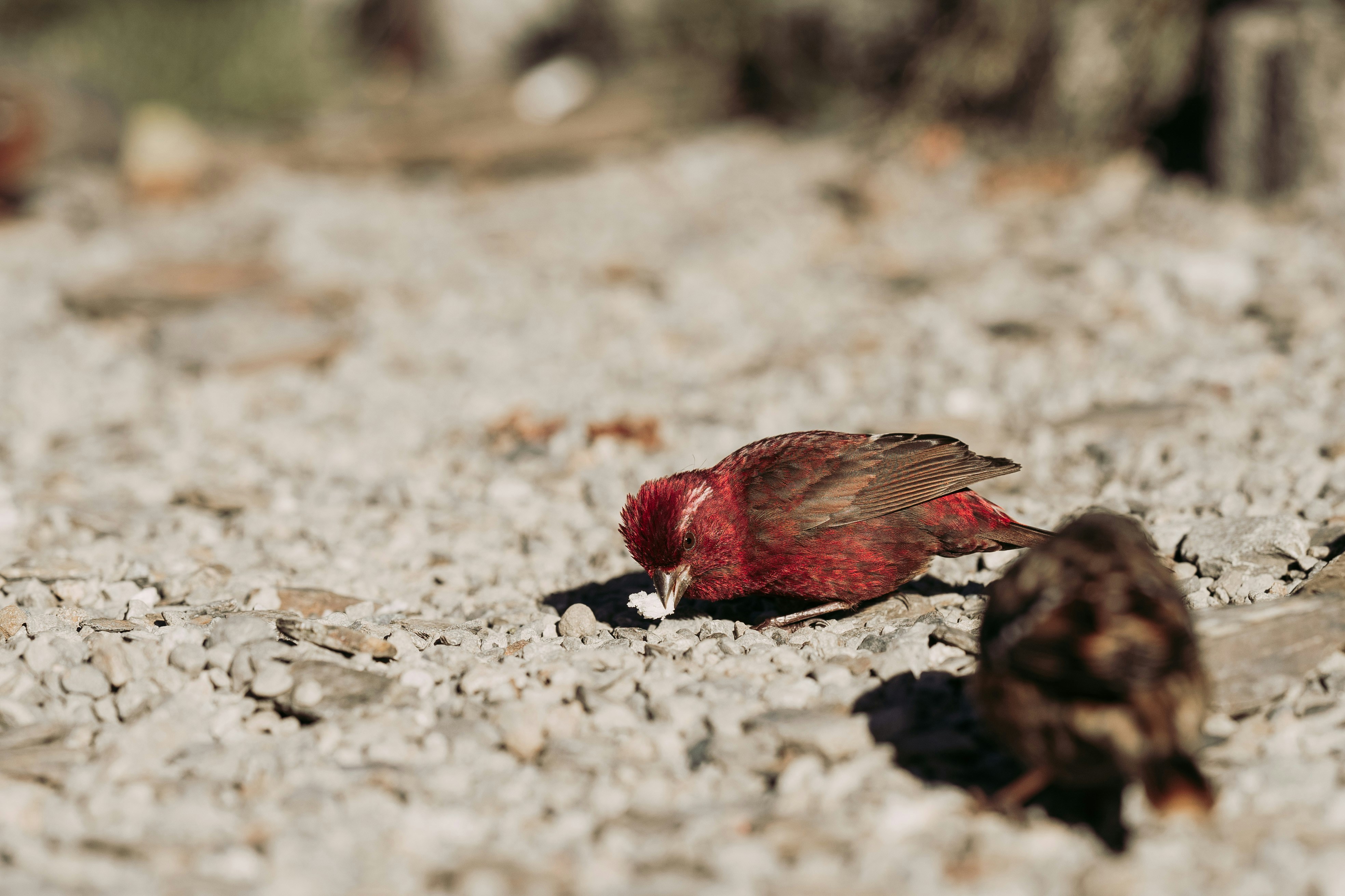 Crimson Cardinal Foraging Among Sunlit Pebbles