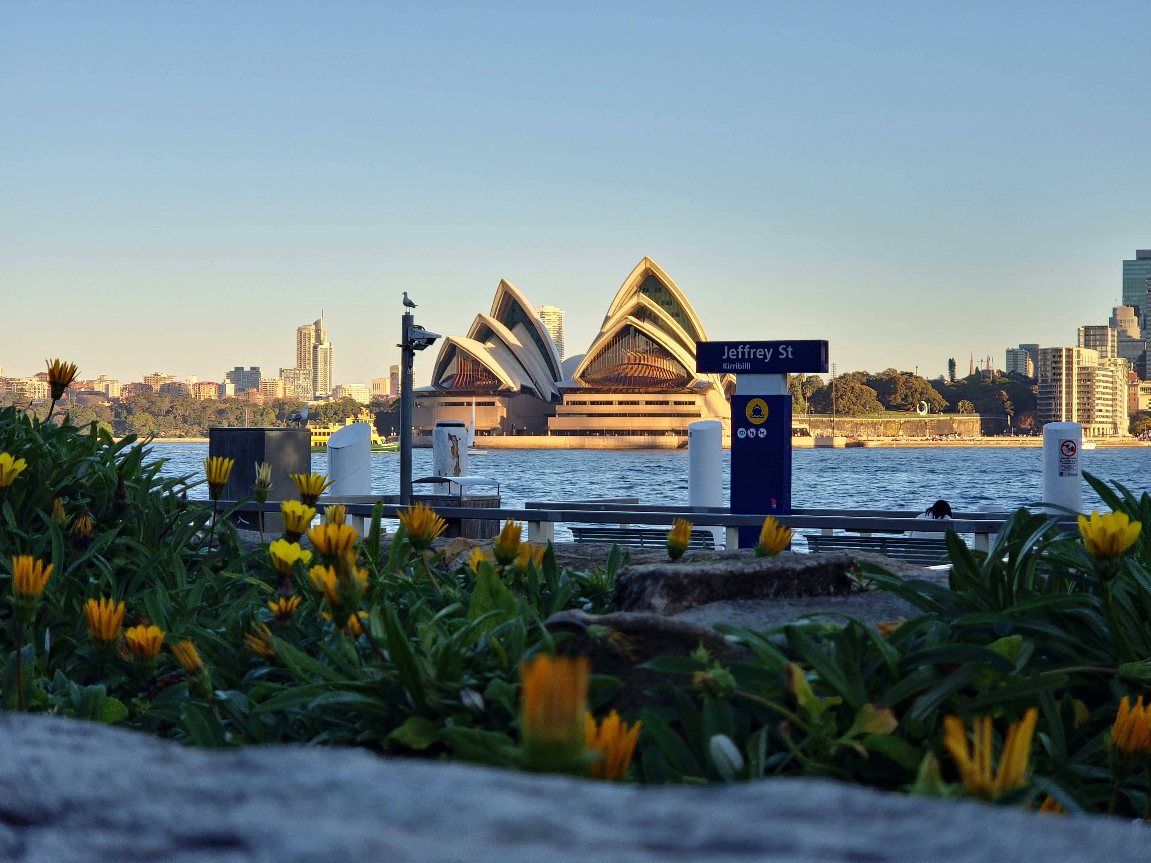 Bloom-Framed Harbour: Sydney Opera House Sails Above a Field of Yellow Flowers