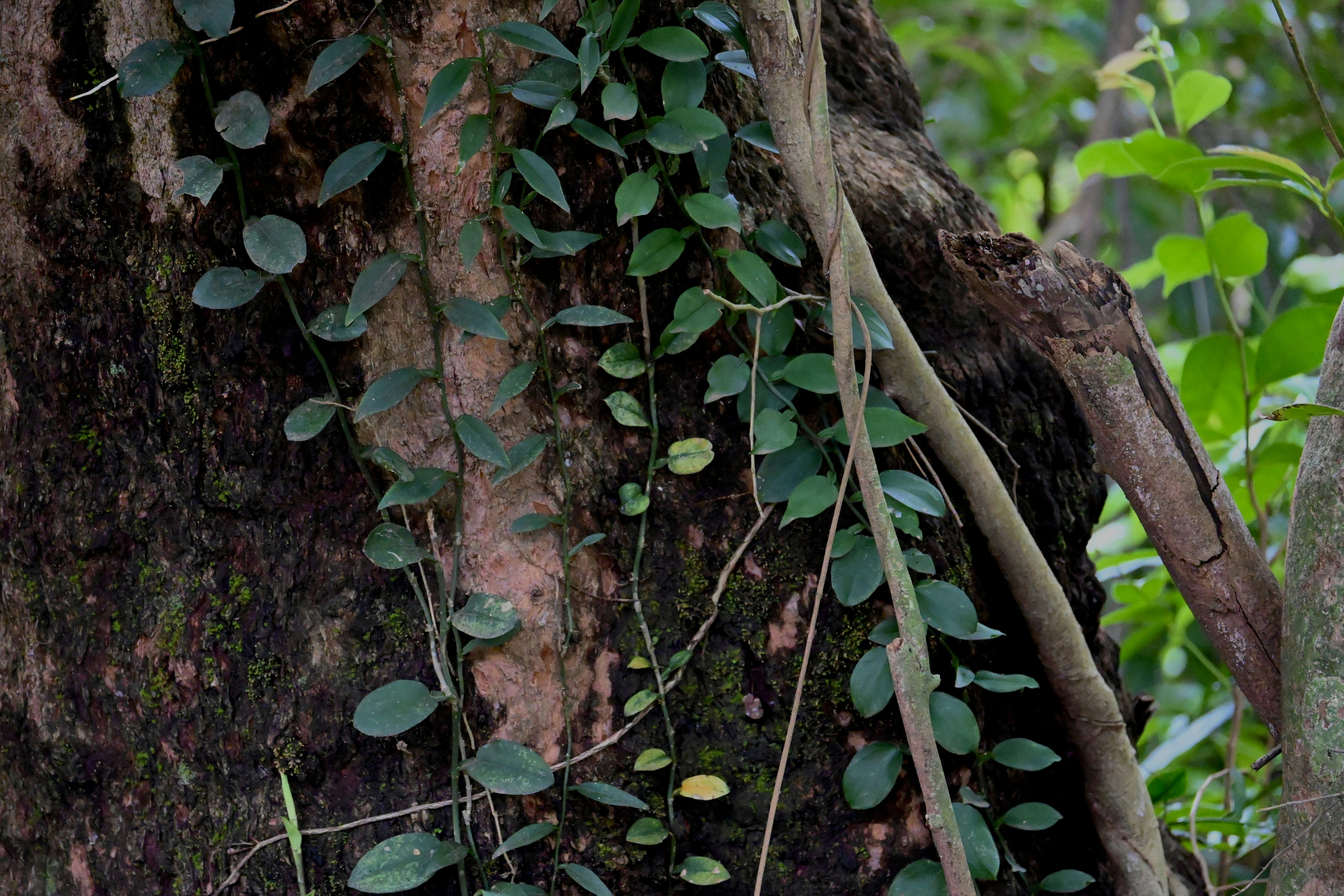 Creepers climbing a textured tree trunk amid lush greenery.