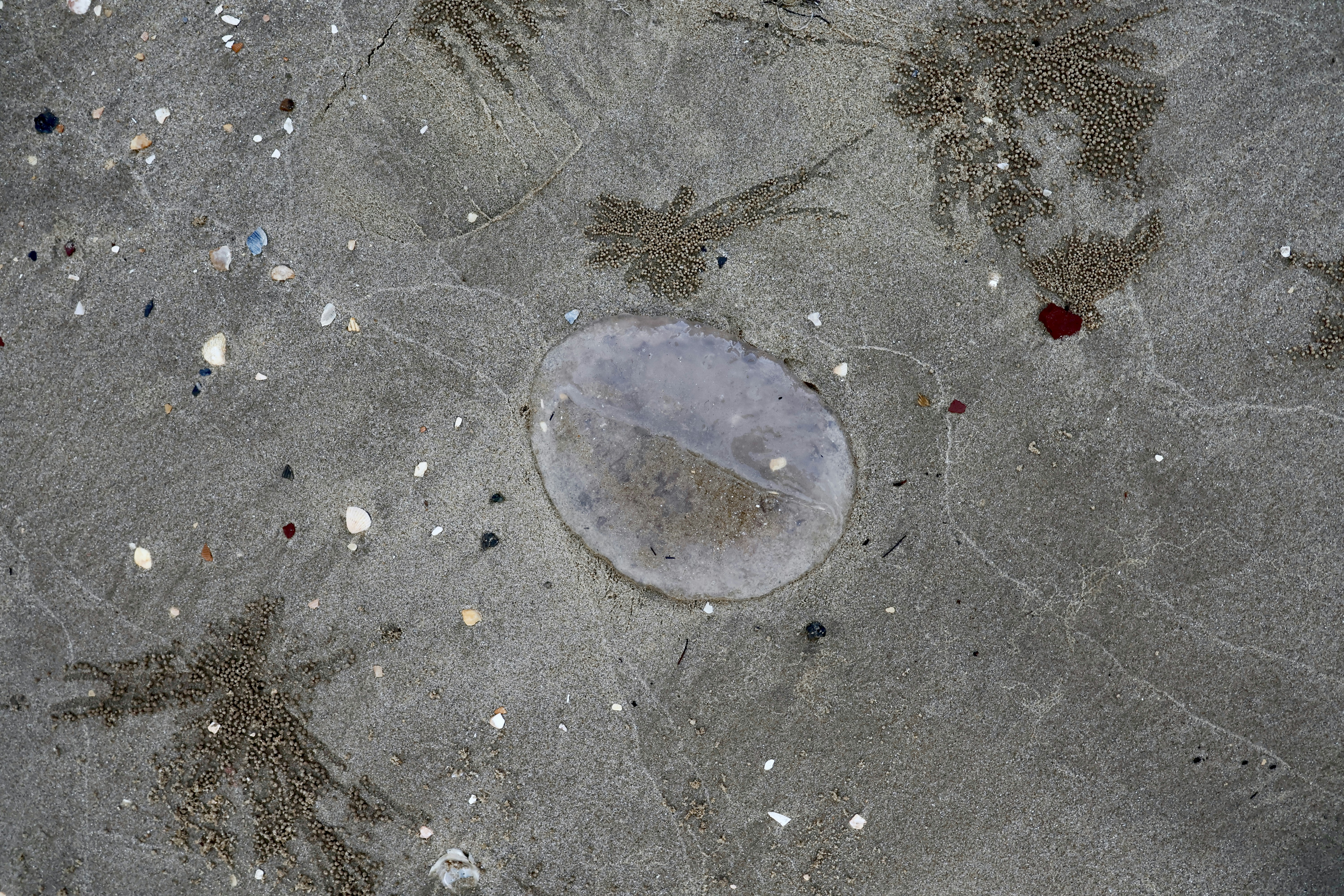 The Silent Sentinel of the Shore