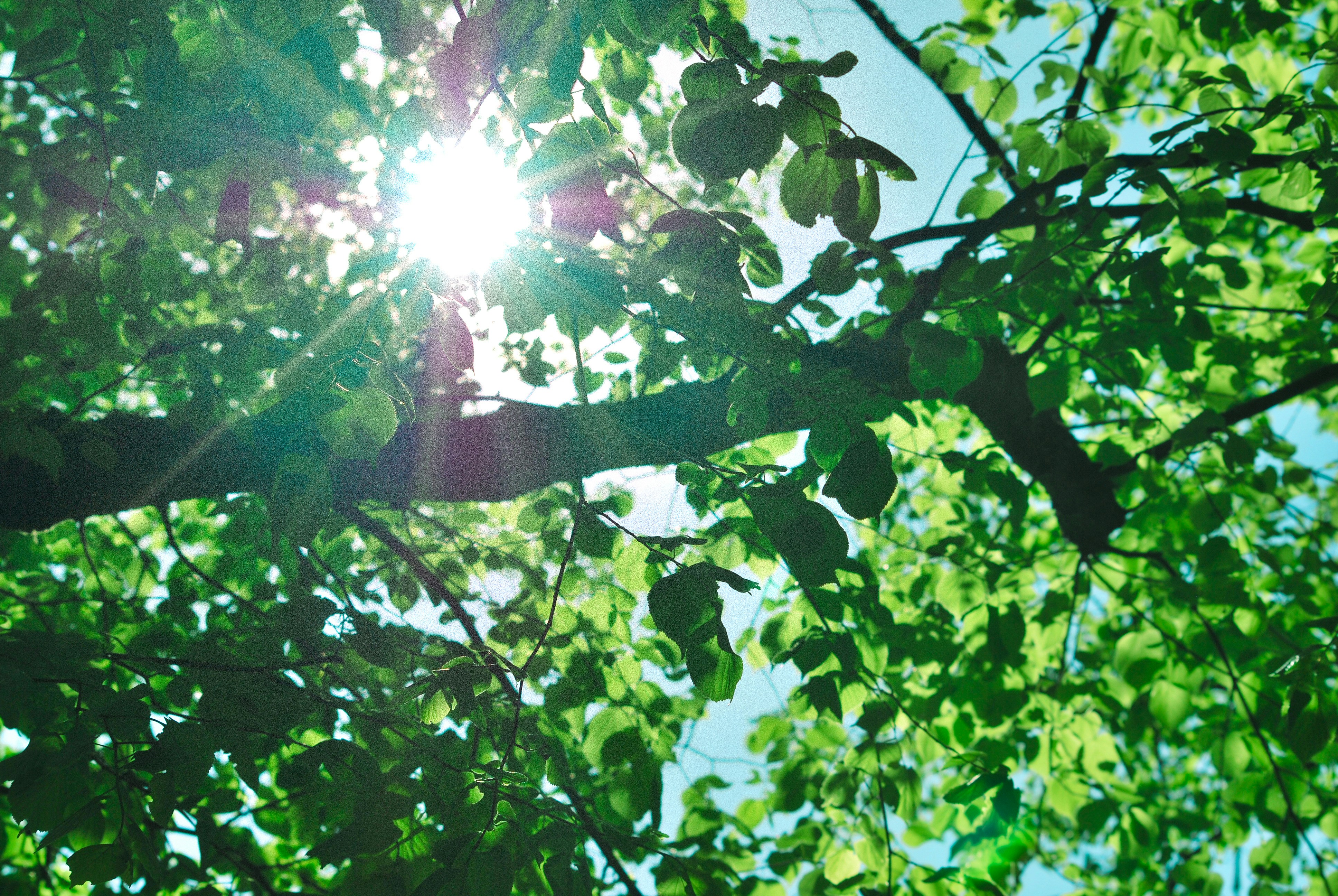 The sun shines through the leaves of a tree photo – Free Trees Image on ...