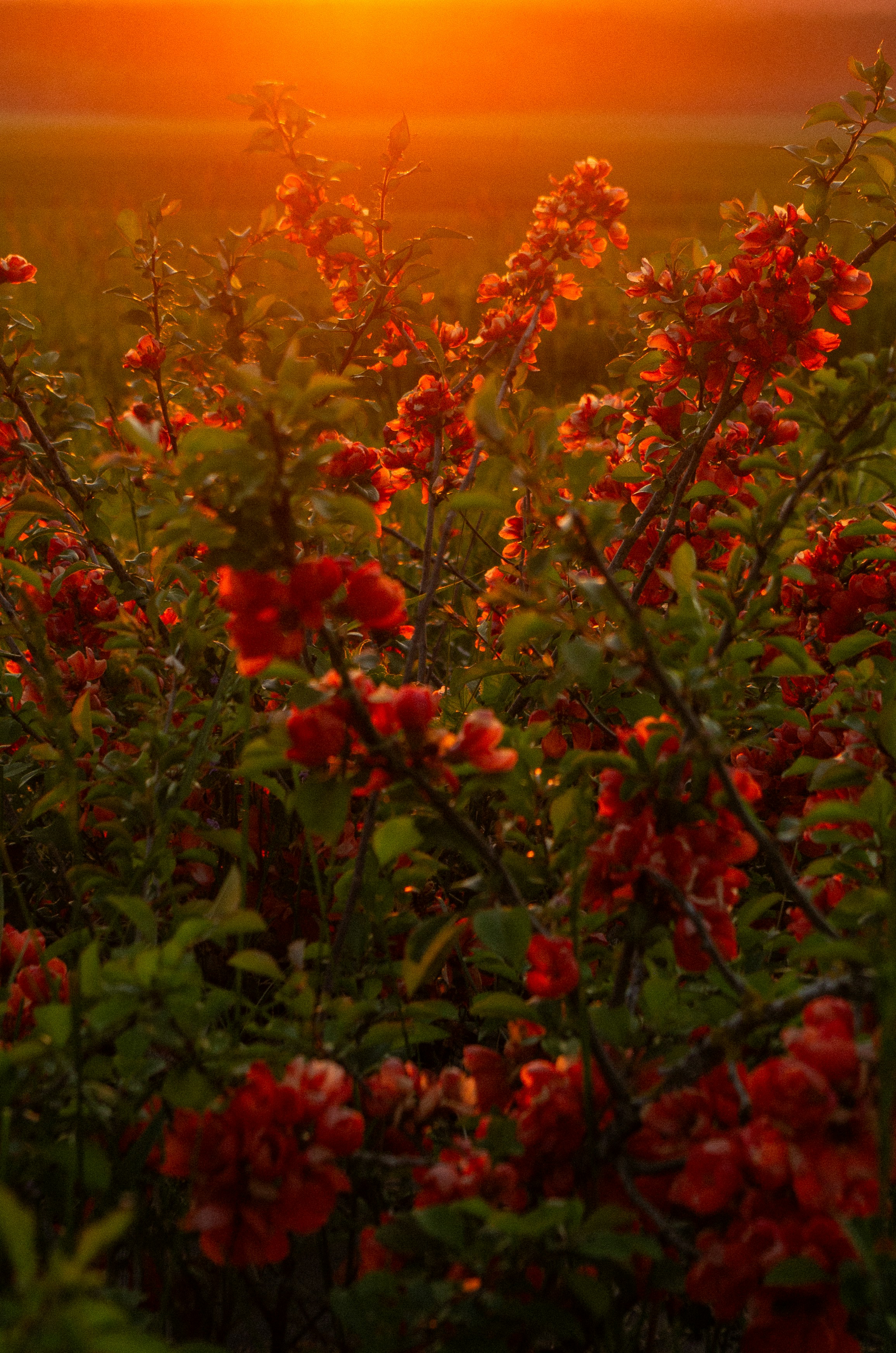 Crimson Quince in the Golden Hour Meadow
