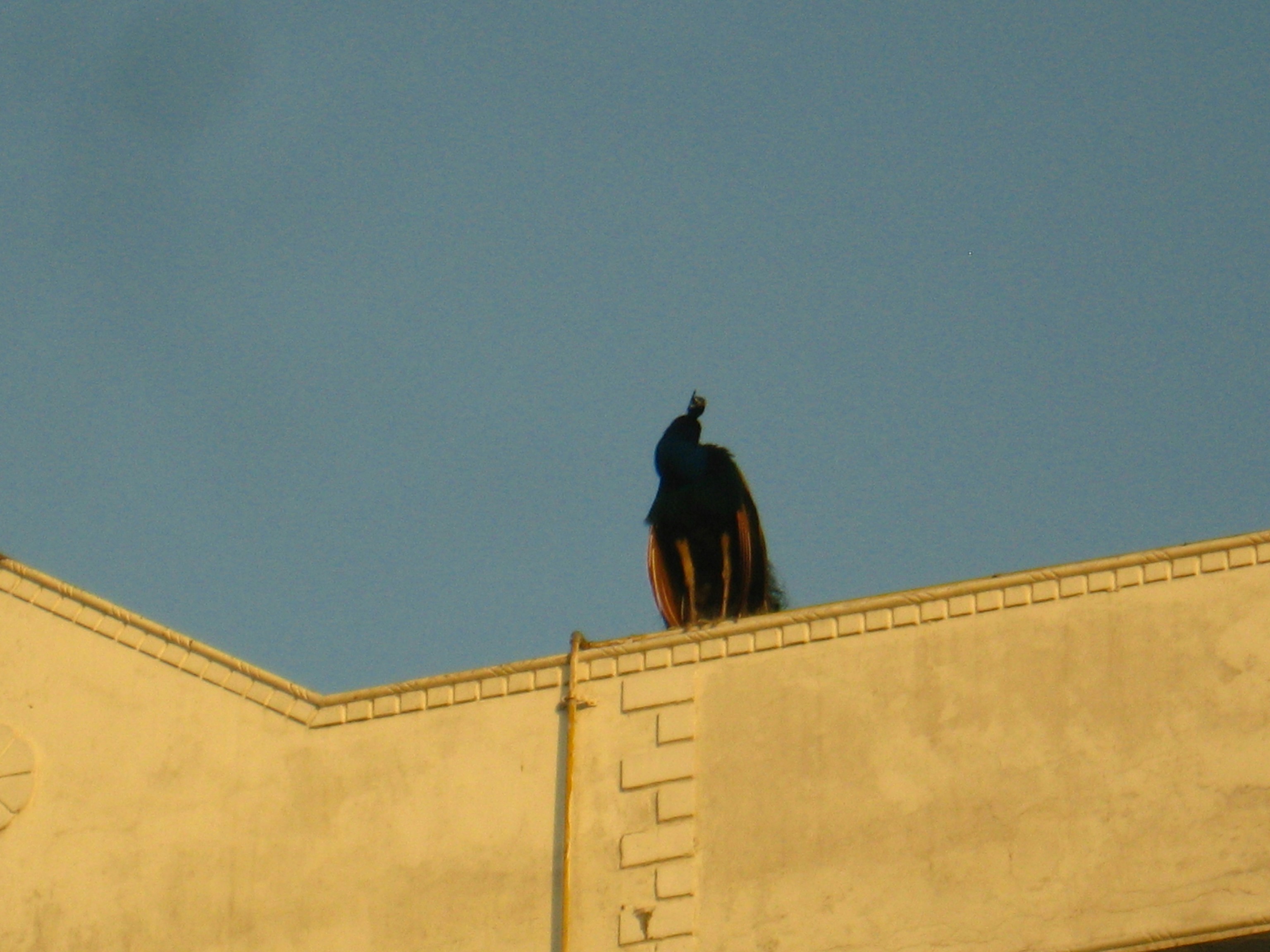 Photo by Pitrochied _ with Canon PowerShot A560