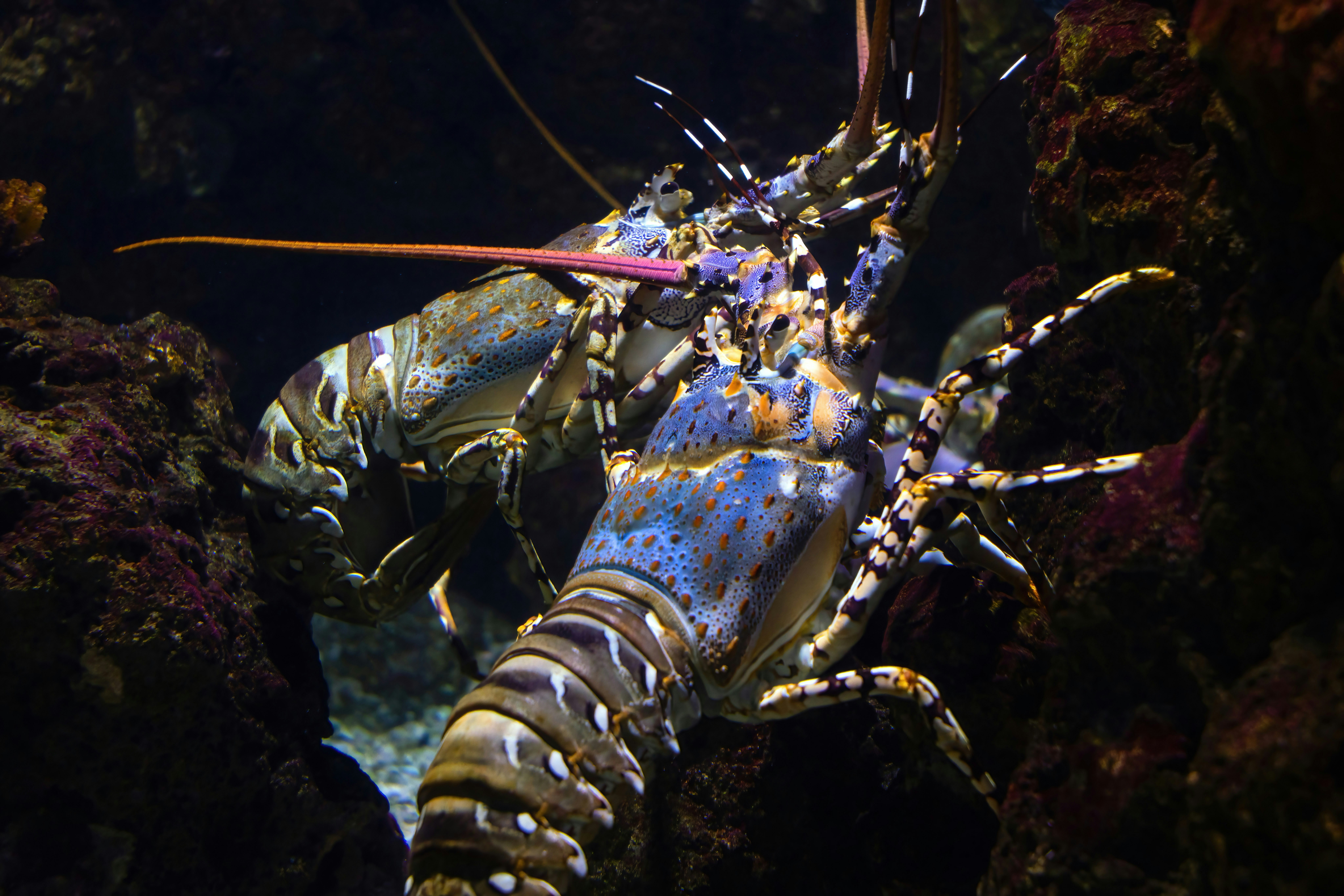 A close up of a lobster in an aquarium photo – Free Cairns aquarium ...
