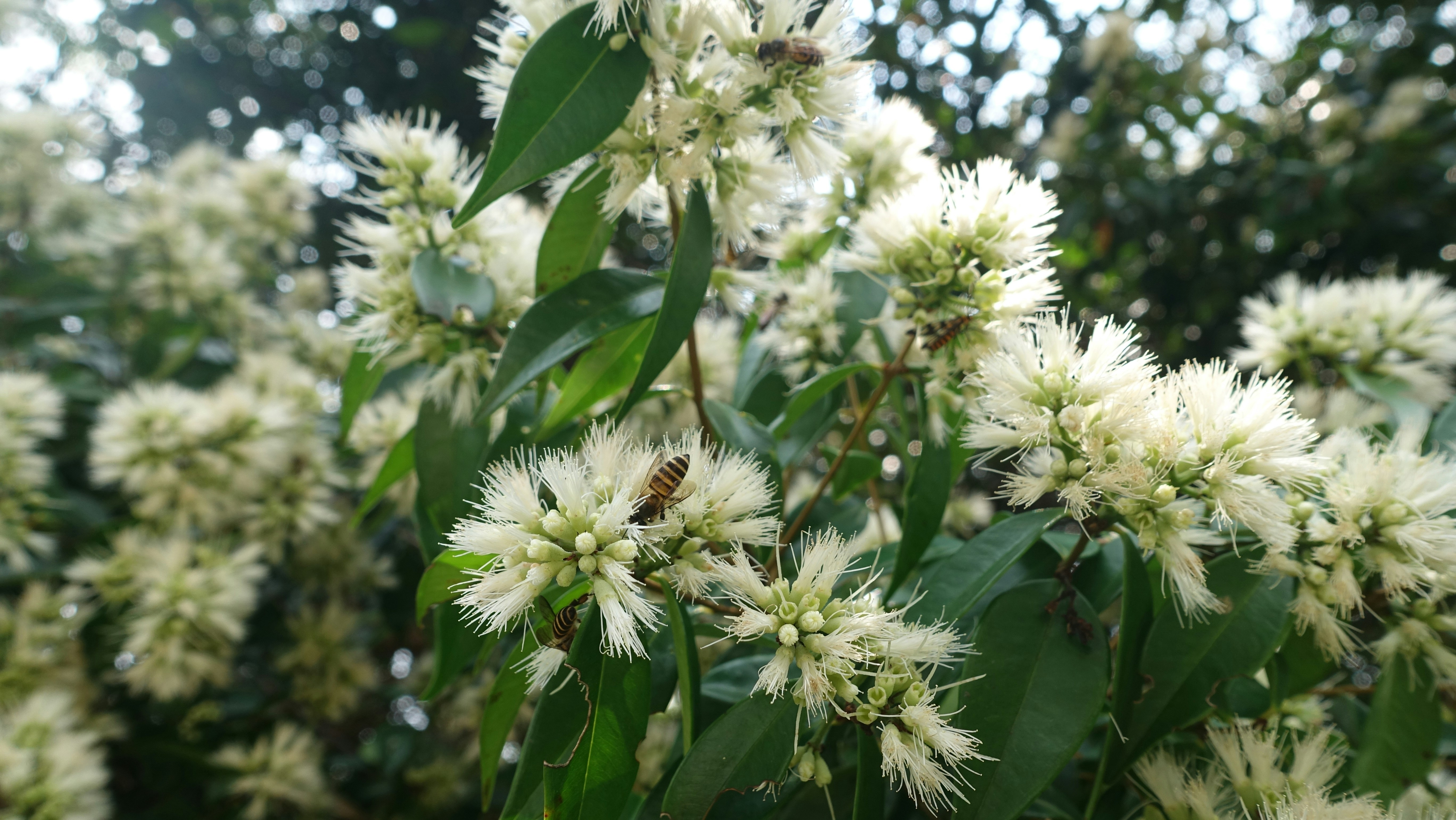 Close-up of cluster of white, fluffy blossoms with dark green leaves in a sunlit garden; the scene emphasizes texture and natural growth patterns.