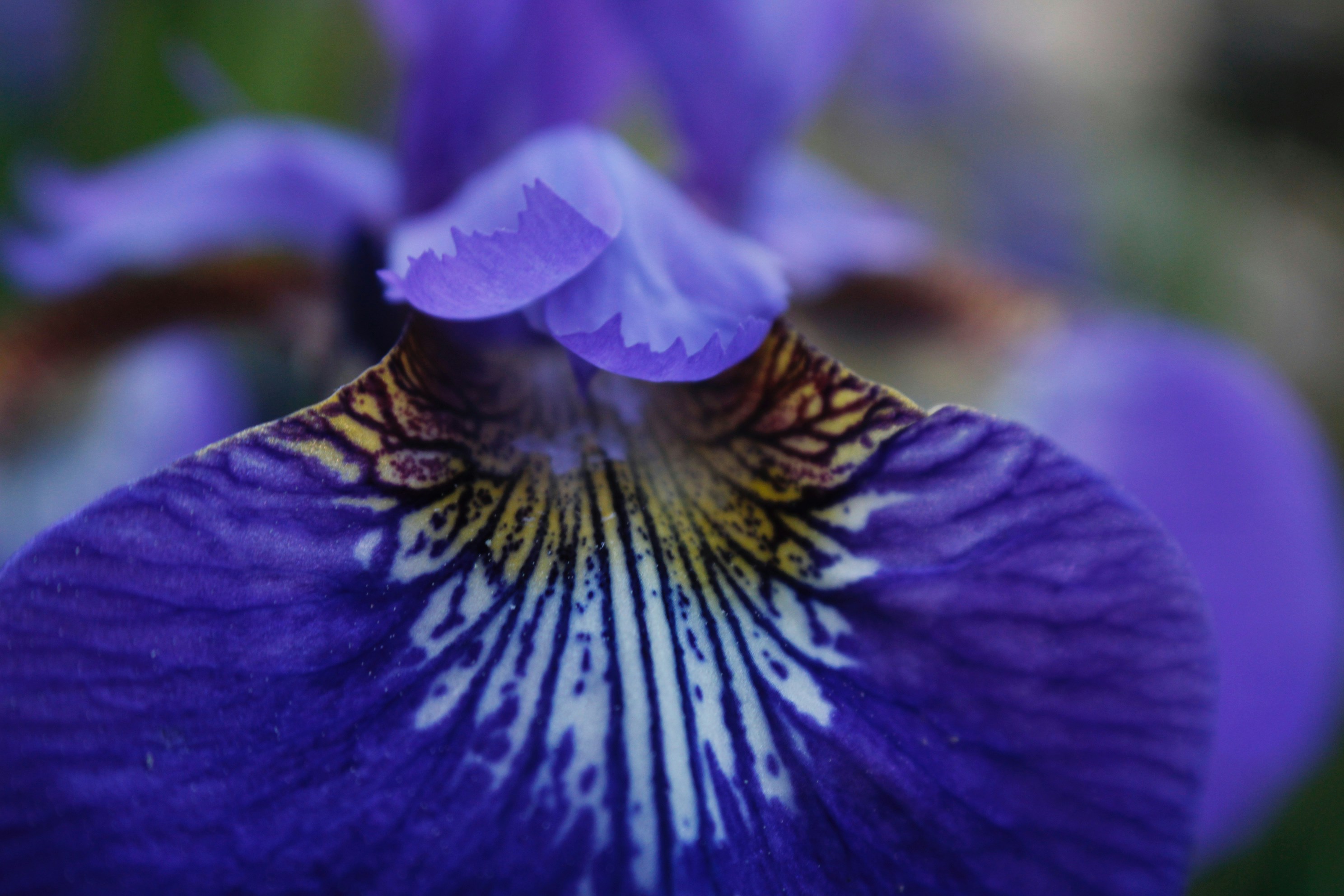 Veined Violet: A Macro Portrait of Iris Velvet and Light