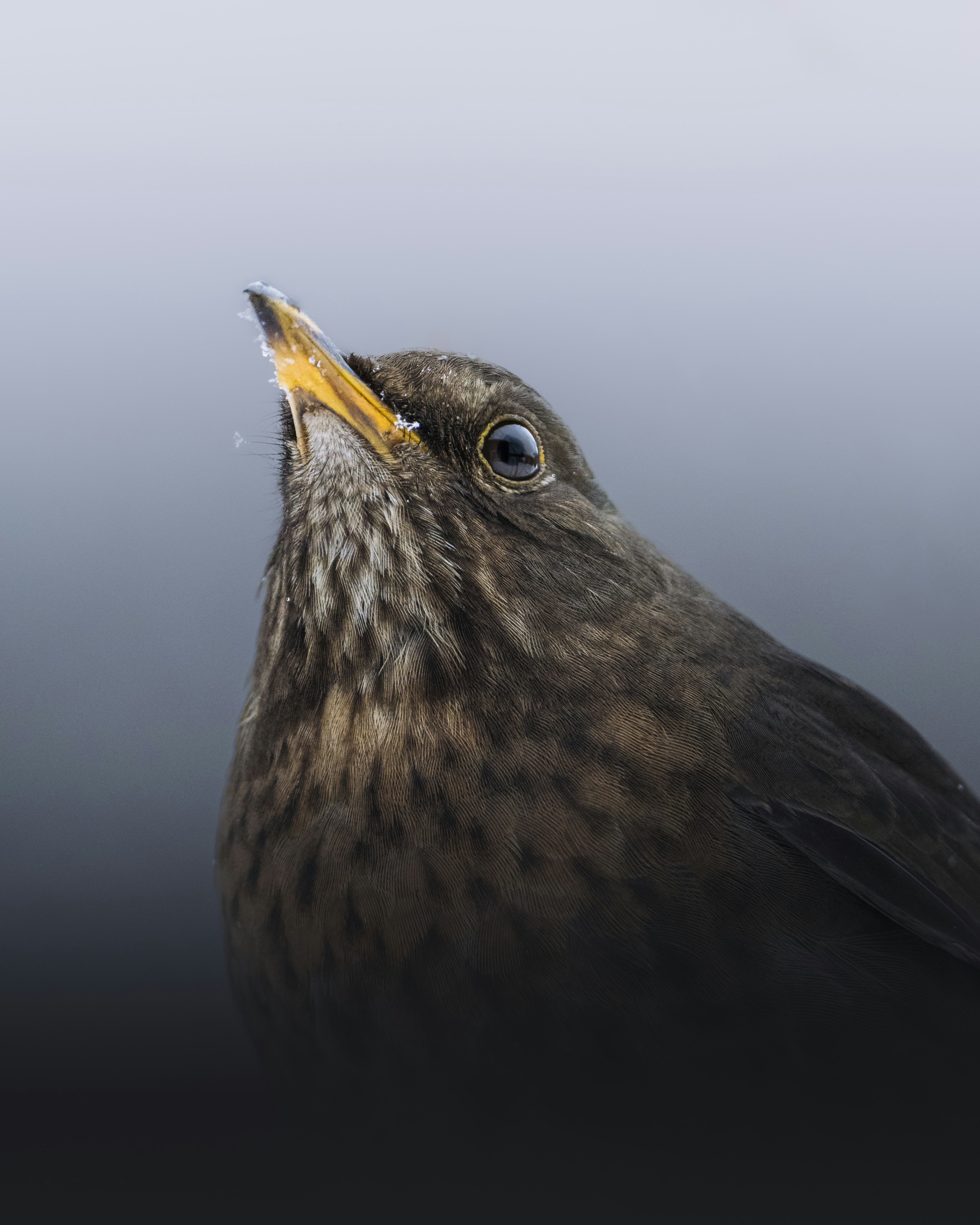 Robin's Upward Gaze: Macro Portrait Against a Velvet Gradient
