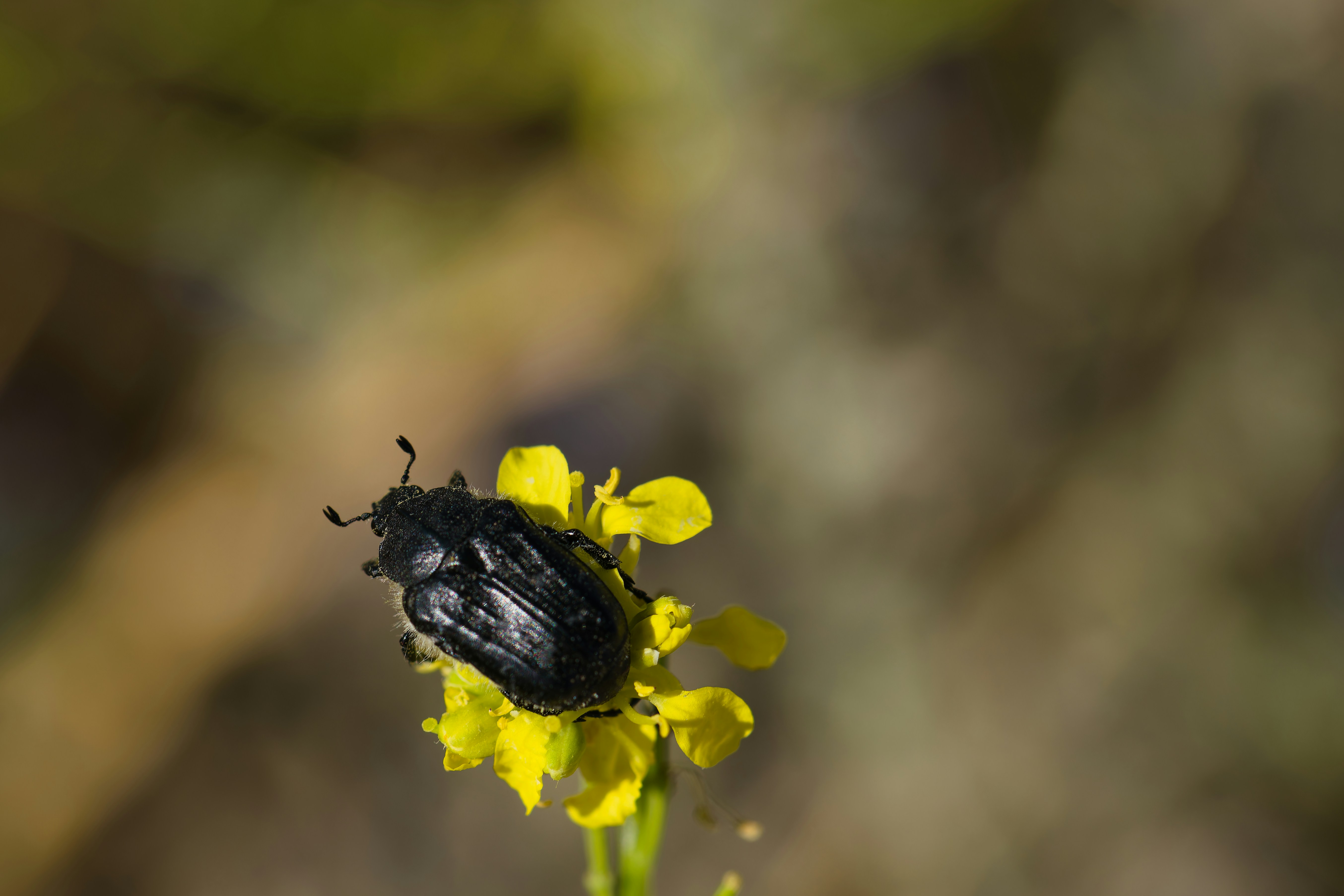 Macro photograph of a black beetle perched on a bright yellow flower with a softly blurred background.