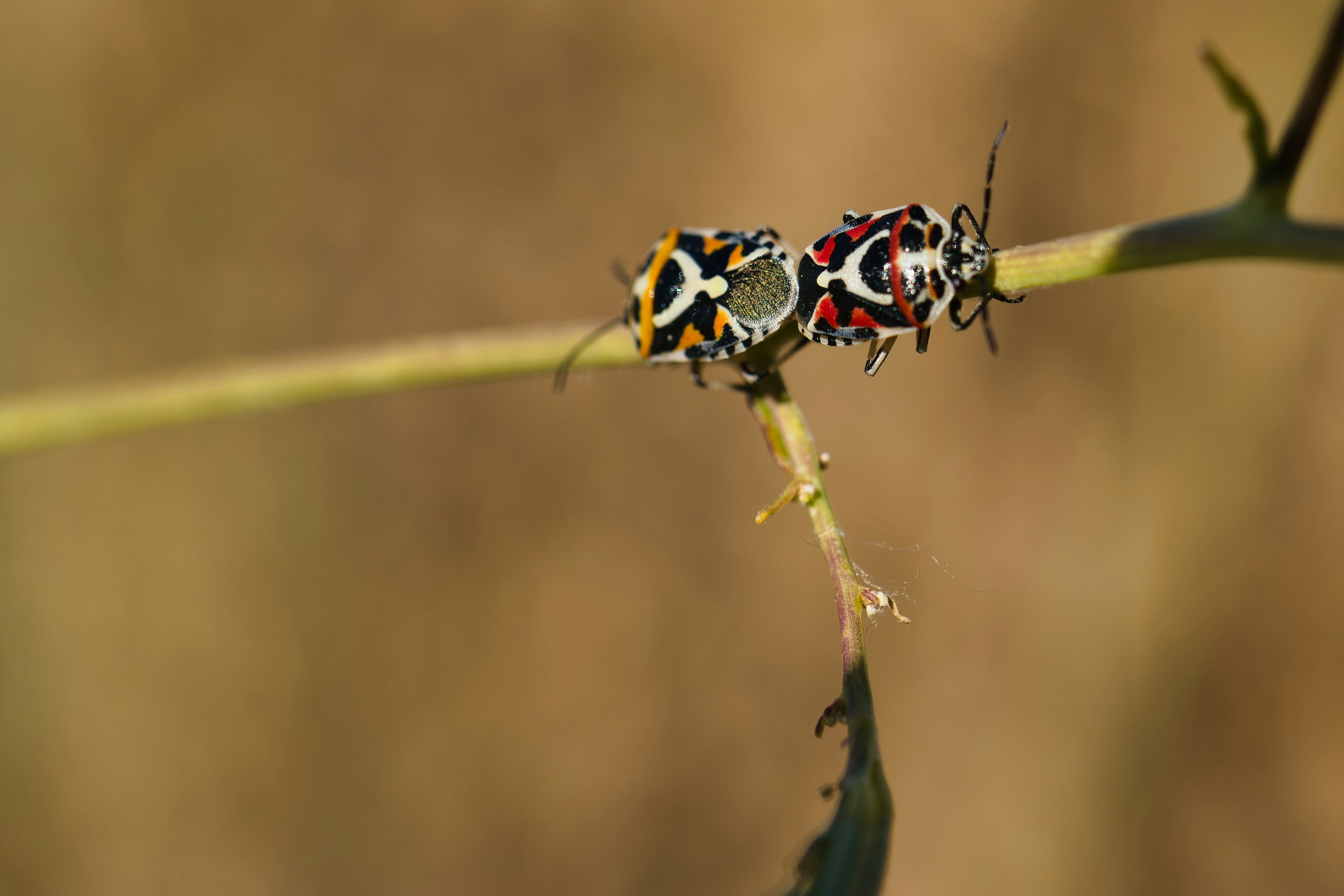 Two vivid shield bugs mate on a thin plant stem, their bold patterns standing out against a softly blurred background. This macro photograph captures an insect pair.