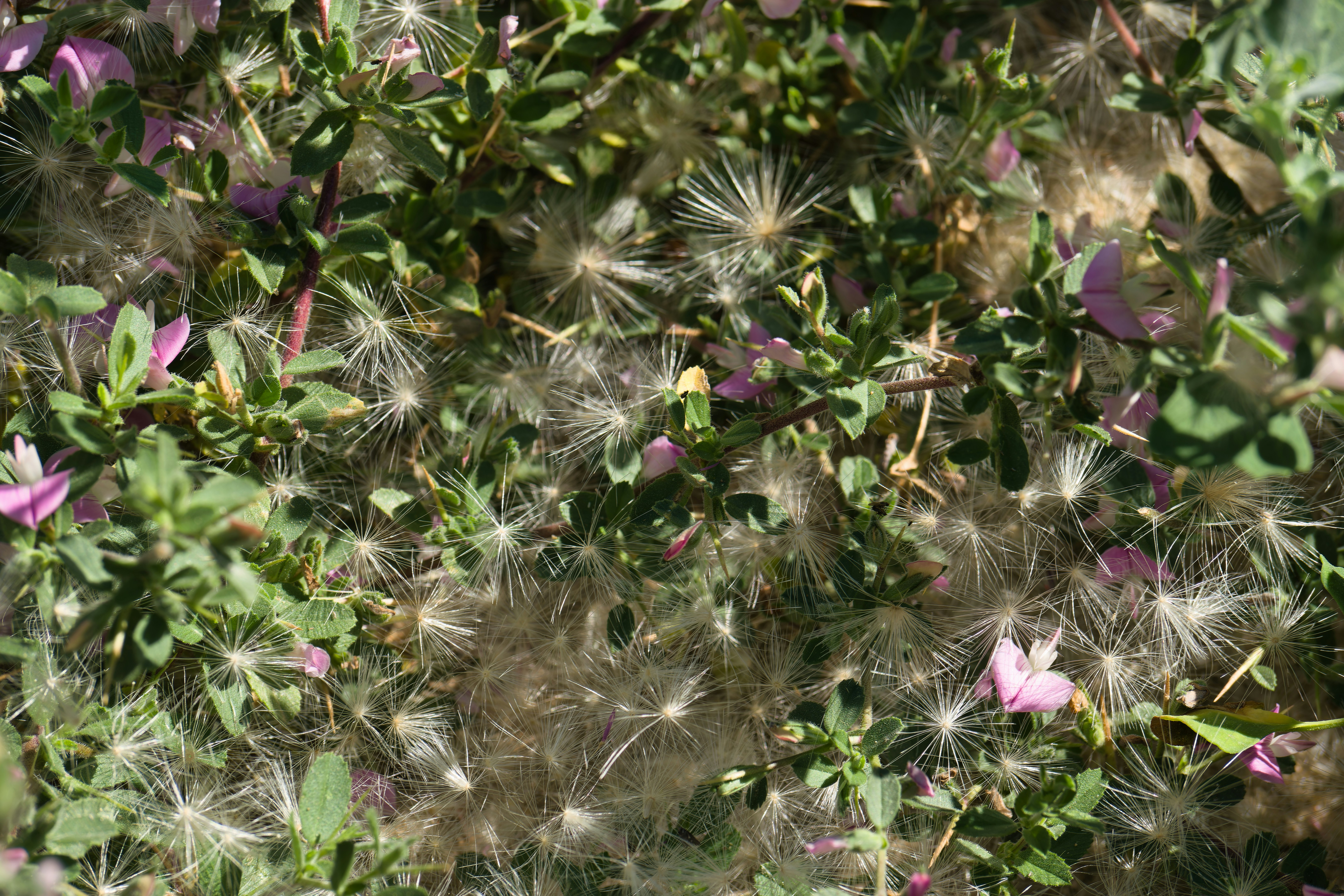 Macro shot of fluffy dandelion seed parachutes on sunlit green foliage with pink flowers, highlighting delicate structure and texture.