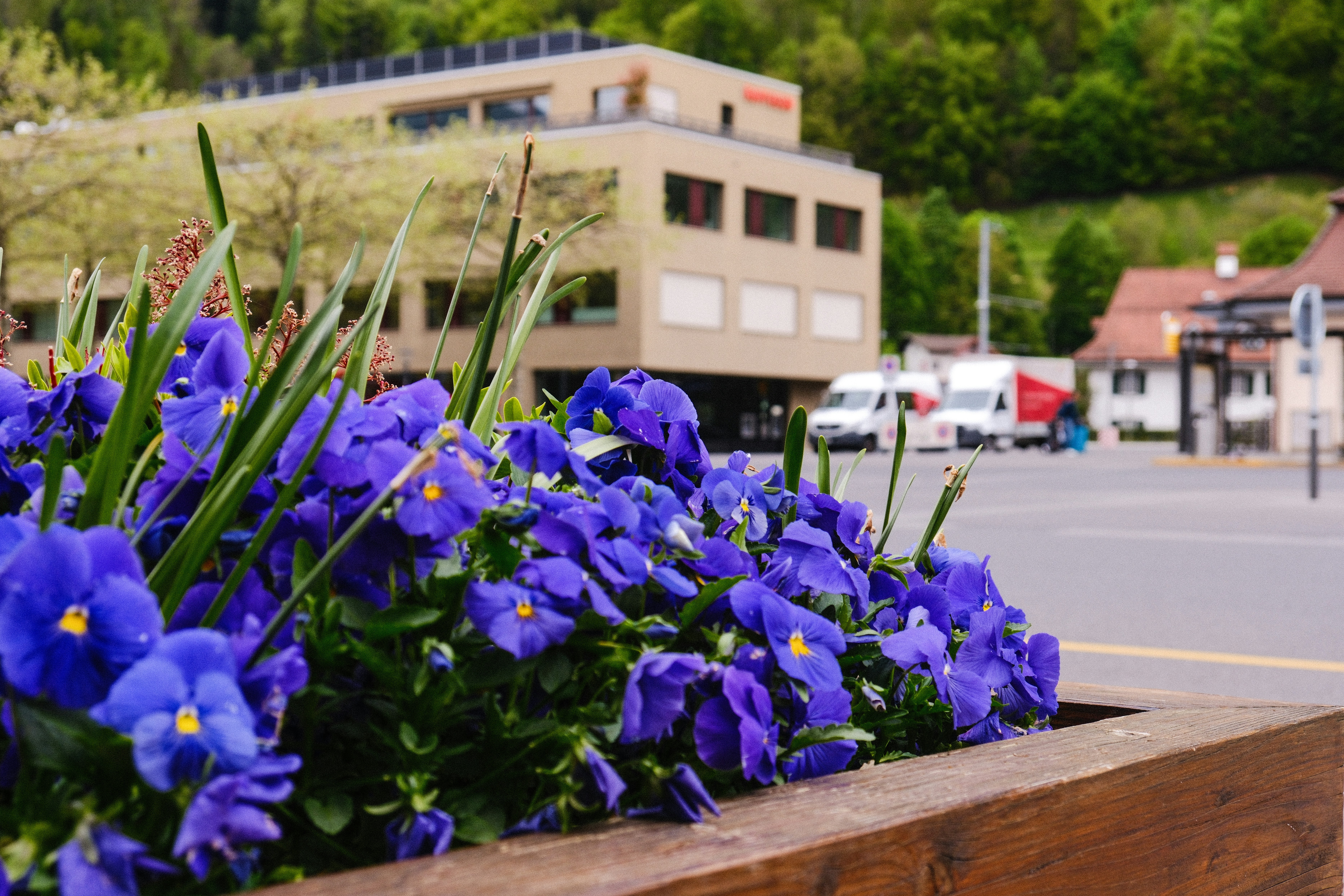 Purple Pansies Guard the Corner of a Quiet Town Street