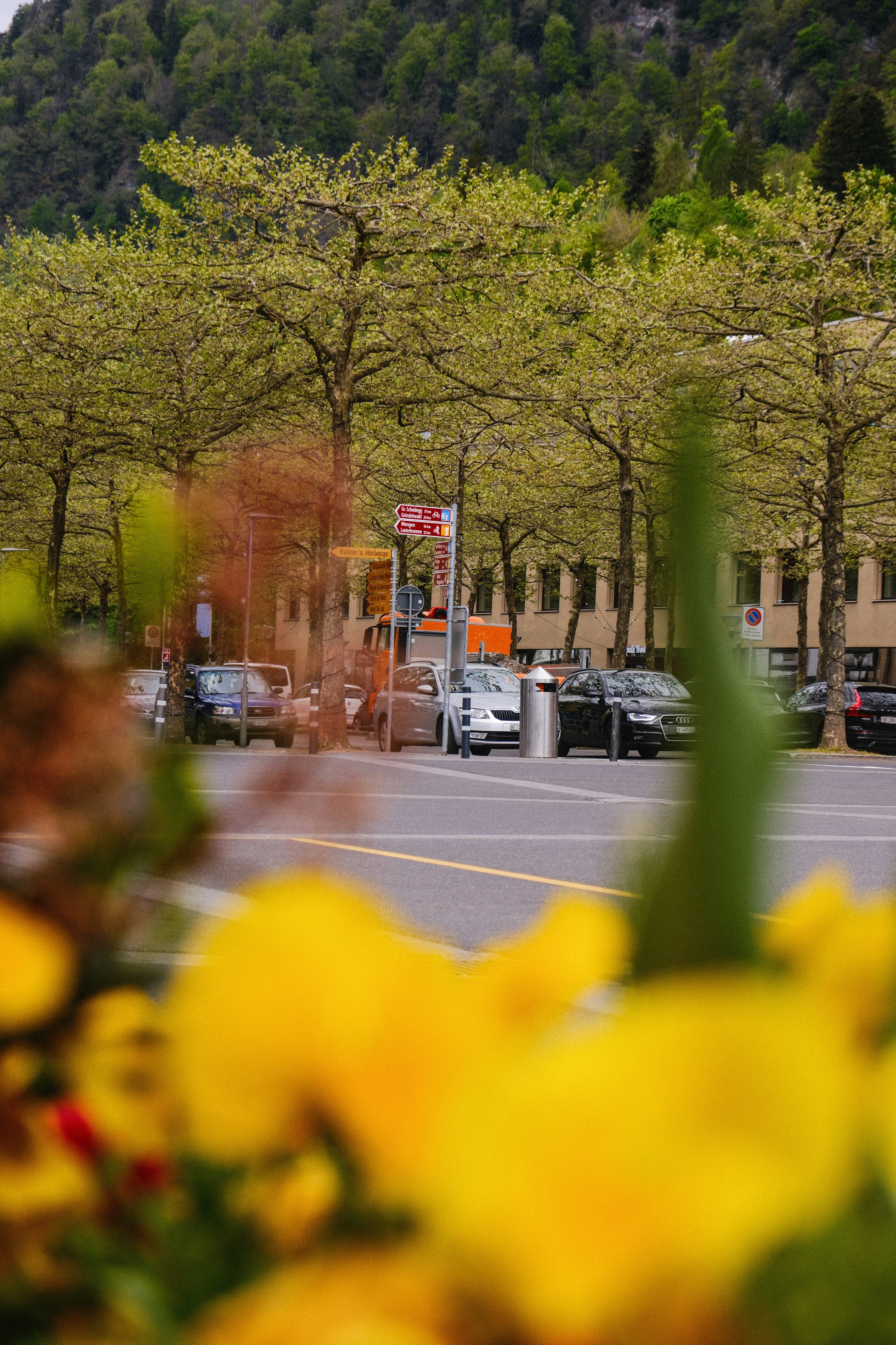 Center Signage Emerges Through a Spring Street Canopy