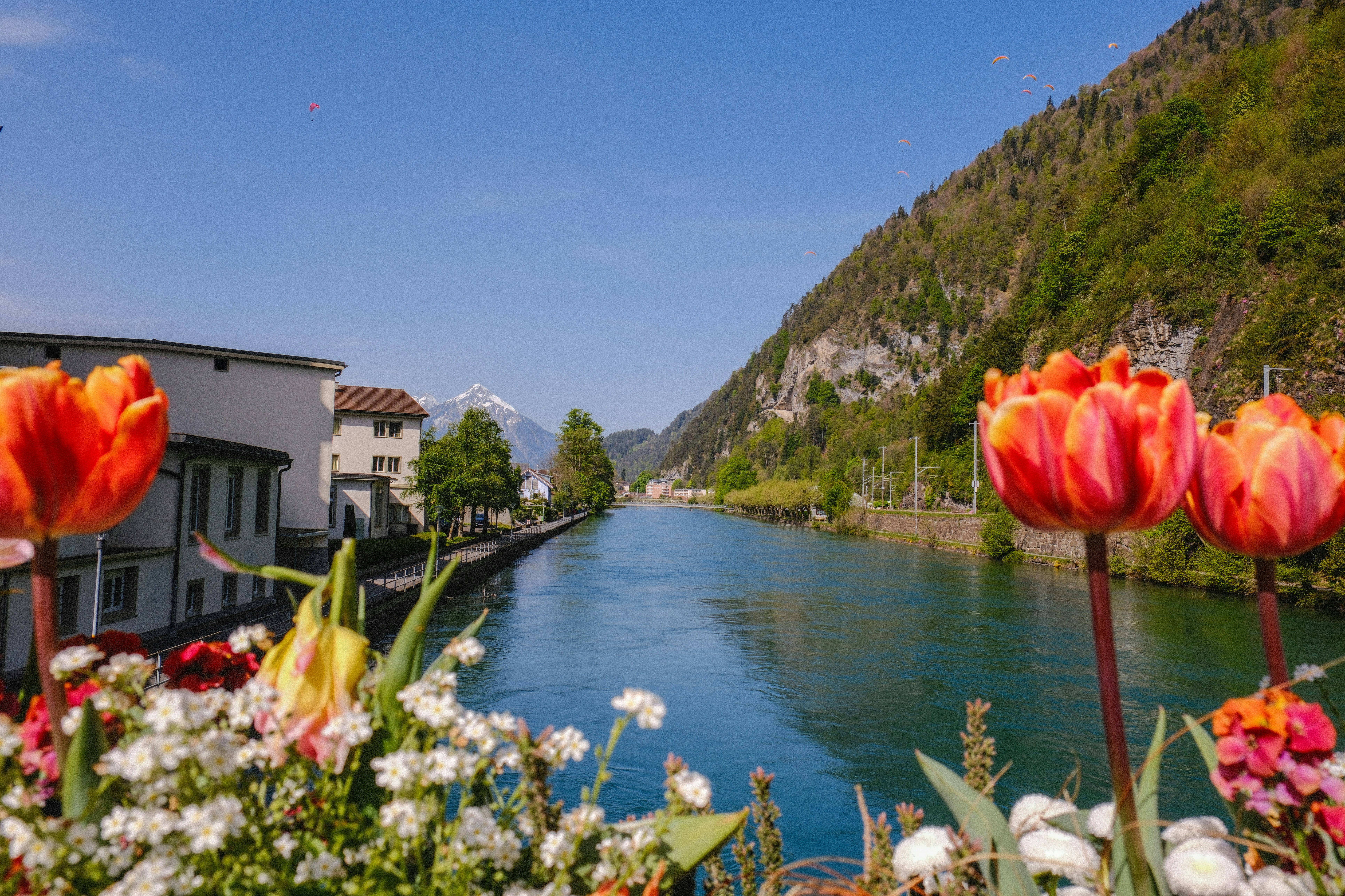 Flowers Framing a Alpine Canal: Tulips at the Water’s Edge