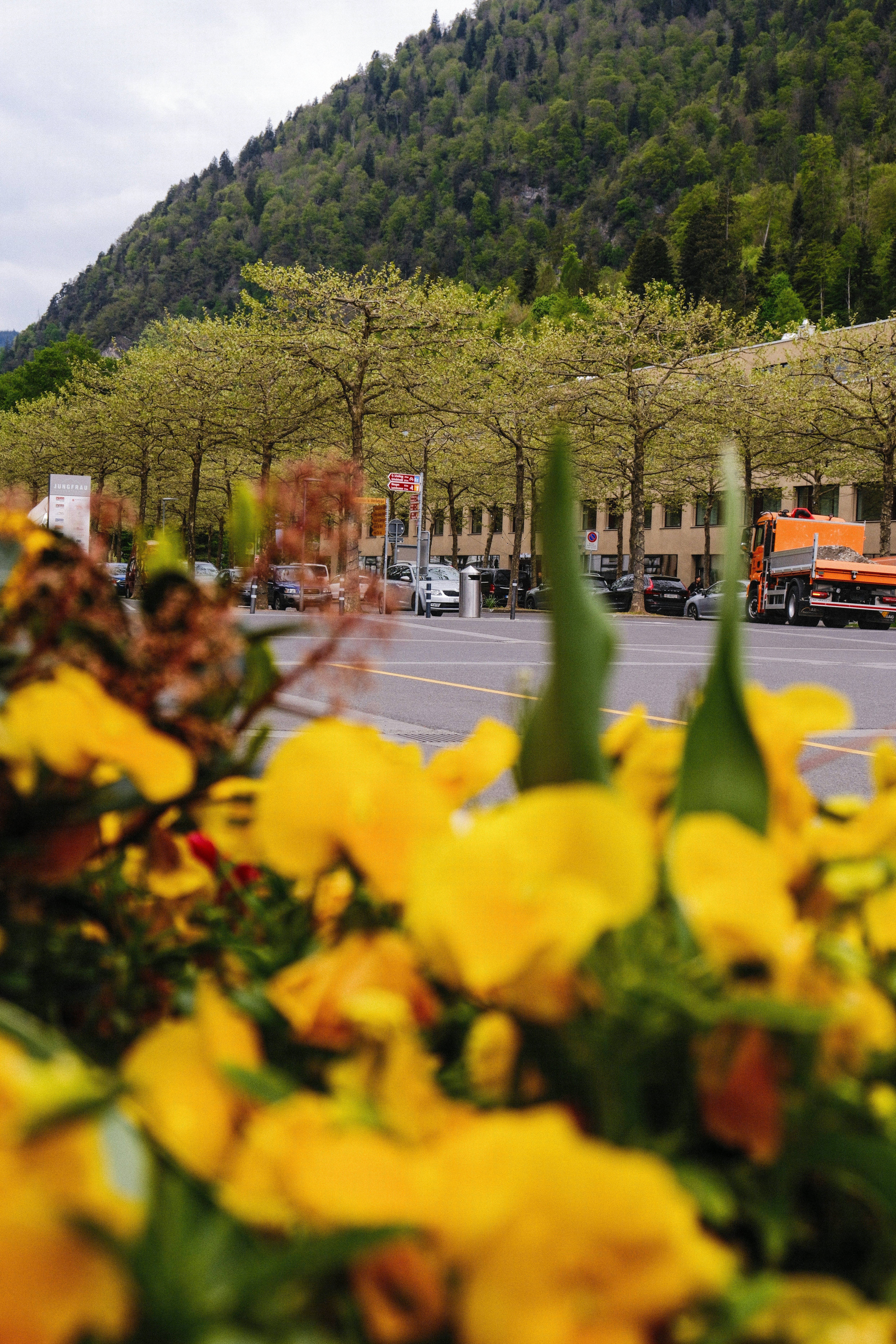 Yellow Blooms at the Forefront, Mountain Town in the Distance