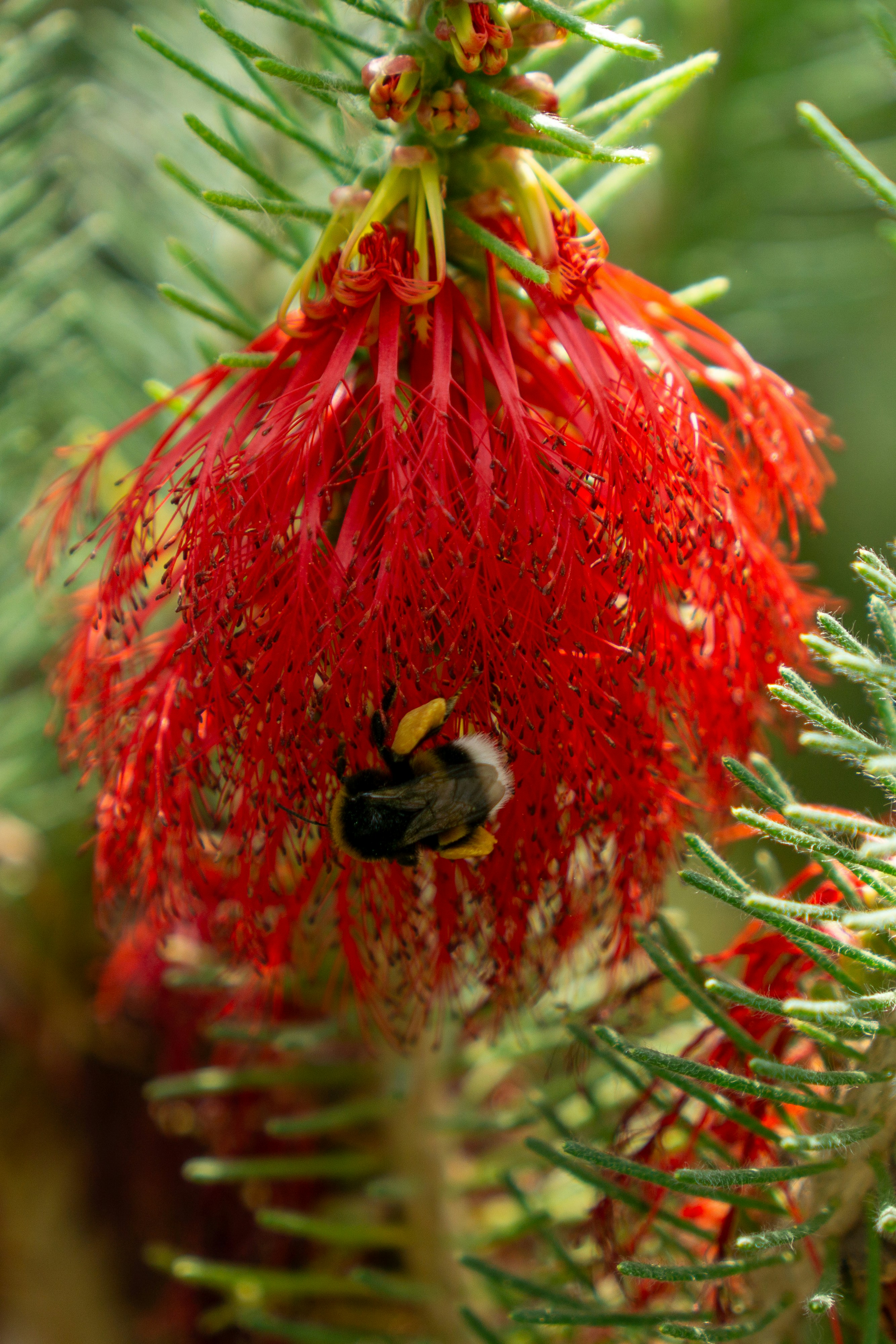 Photo by Robert Schwarz with Sony Alpha 6000