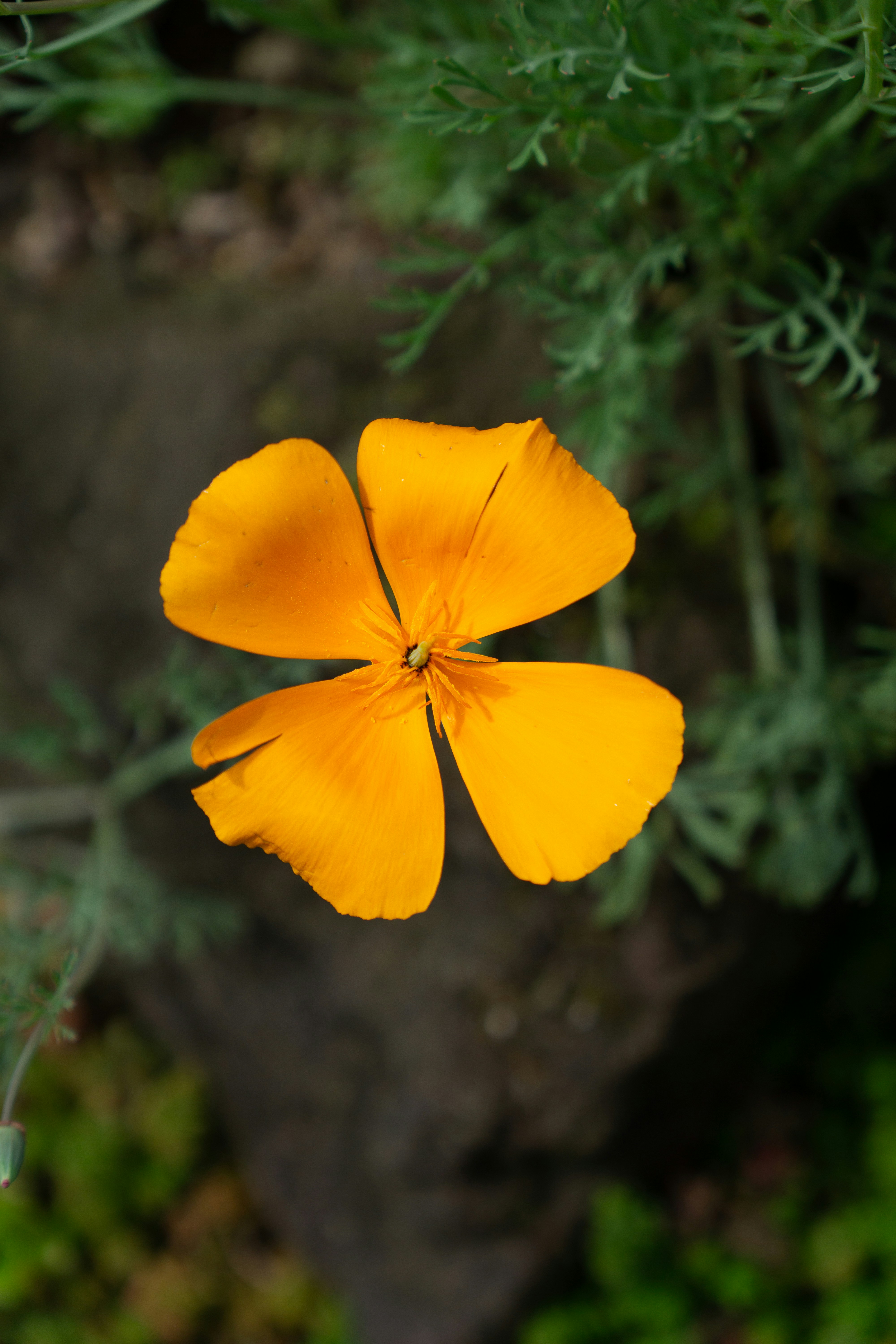 Sunlit California Poppy Framed by Ferny Greenery