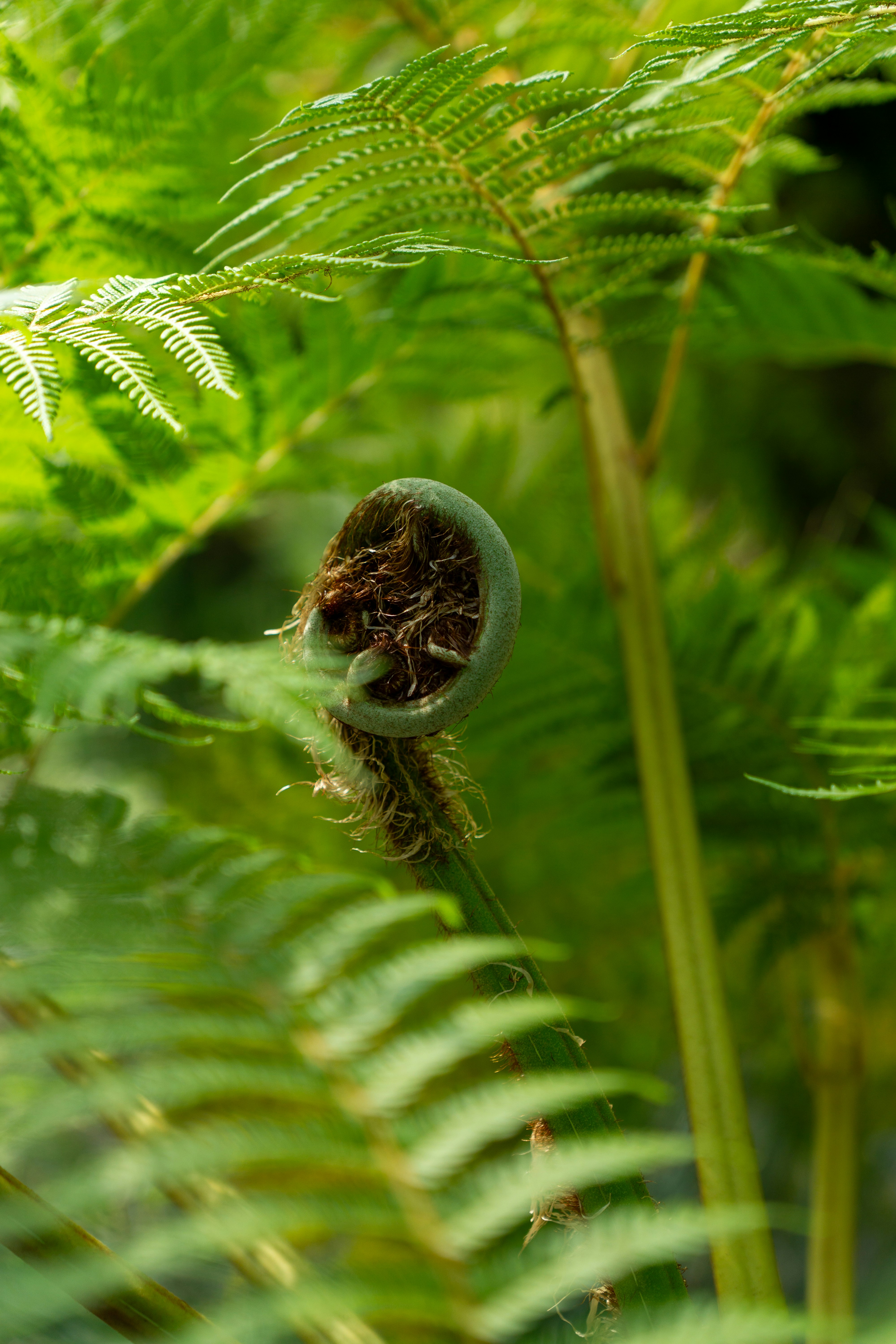 Verdant Orb Among Fern Fronds: A Close-Up of Texture and Seed Pod