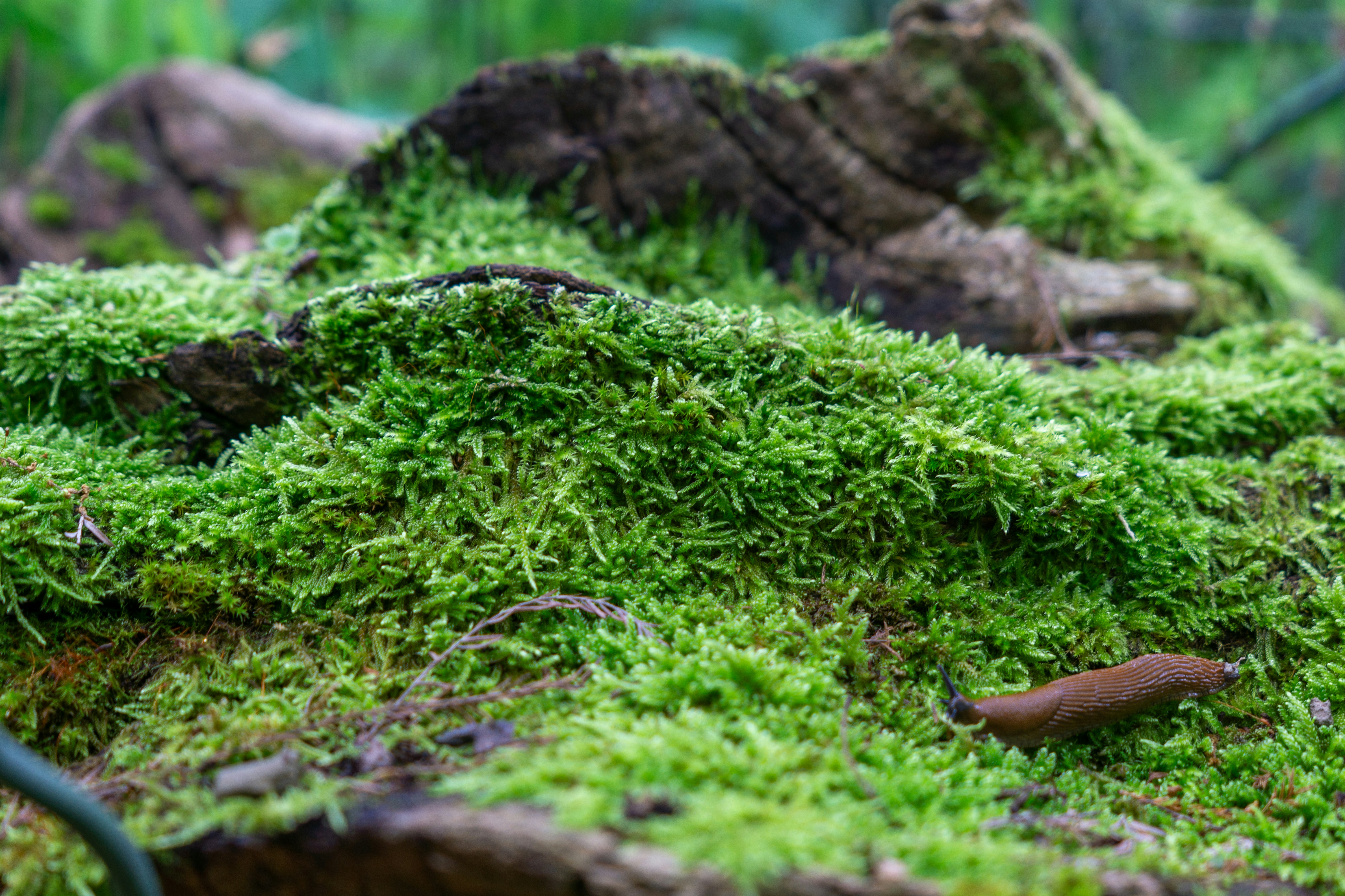 A slug crawling on a moss covered log photo – Free Animal Image on Unsplash
