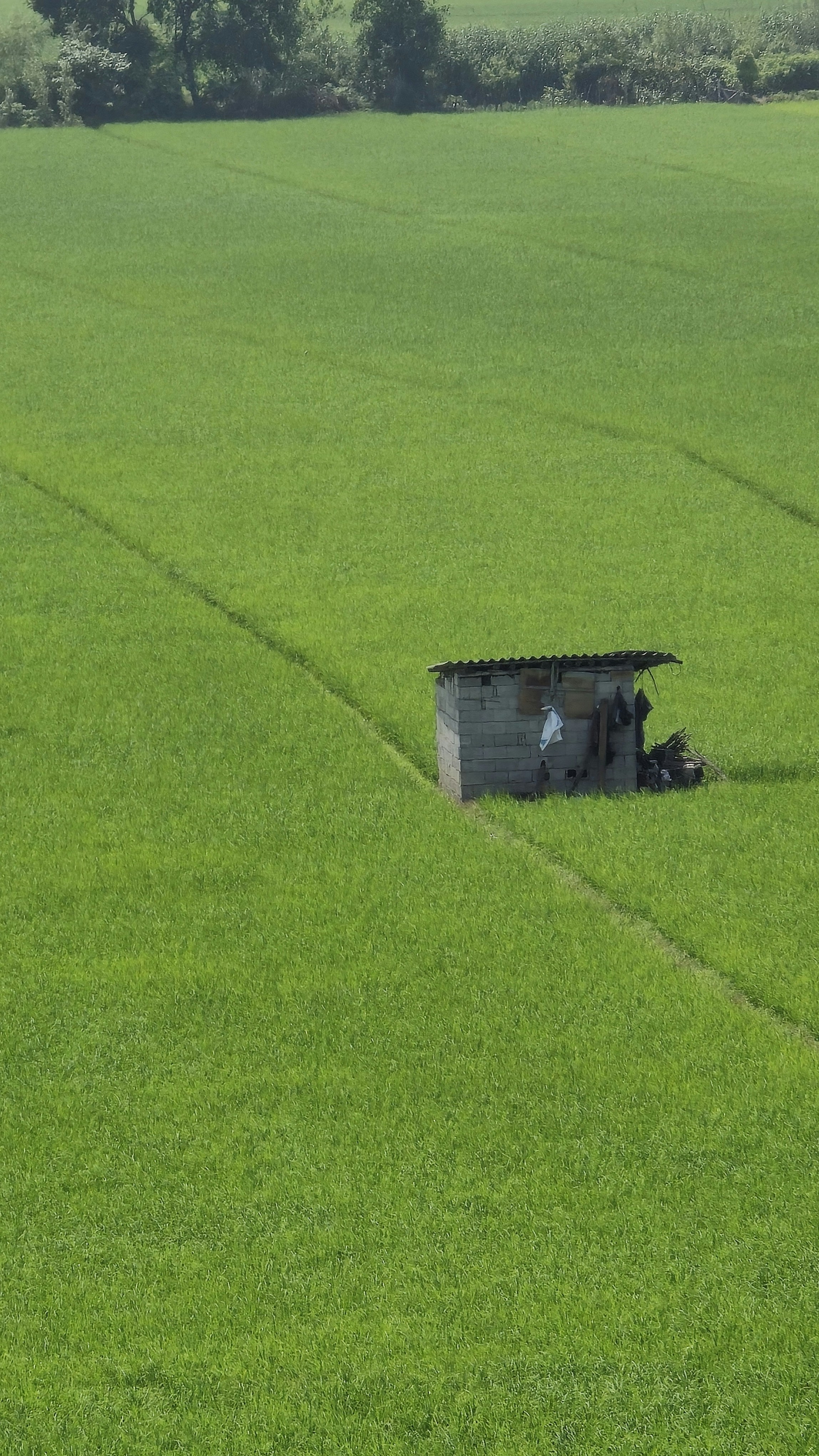 Lone Shed in an Emerald Field