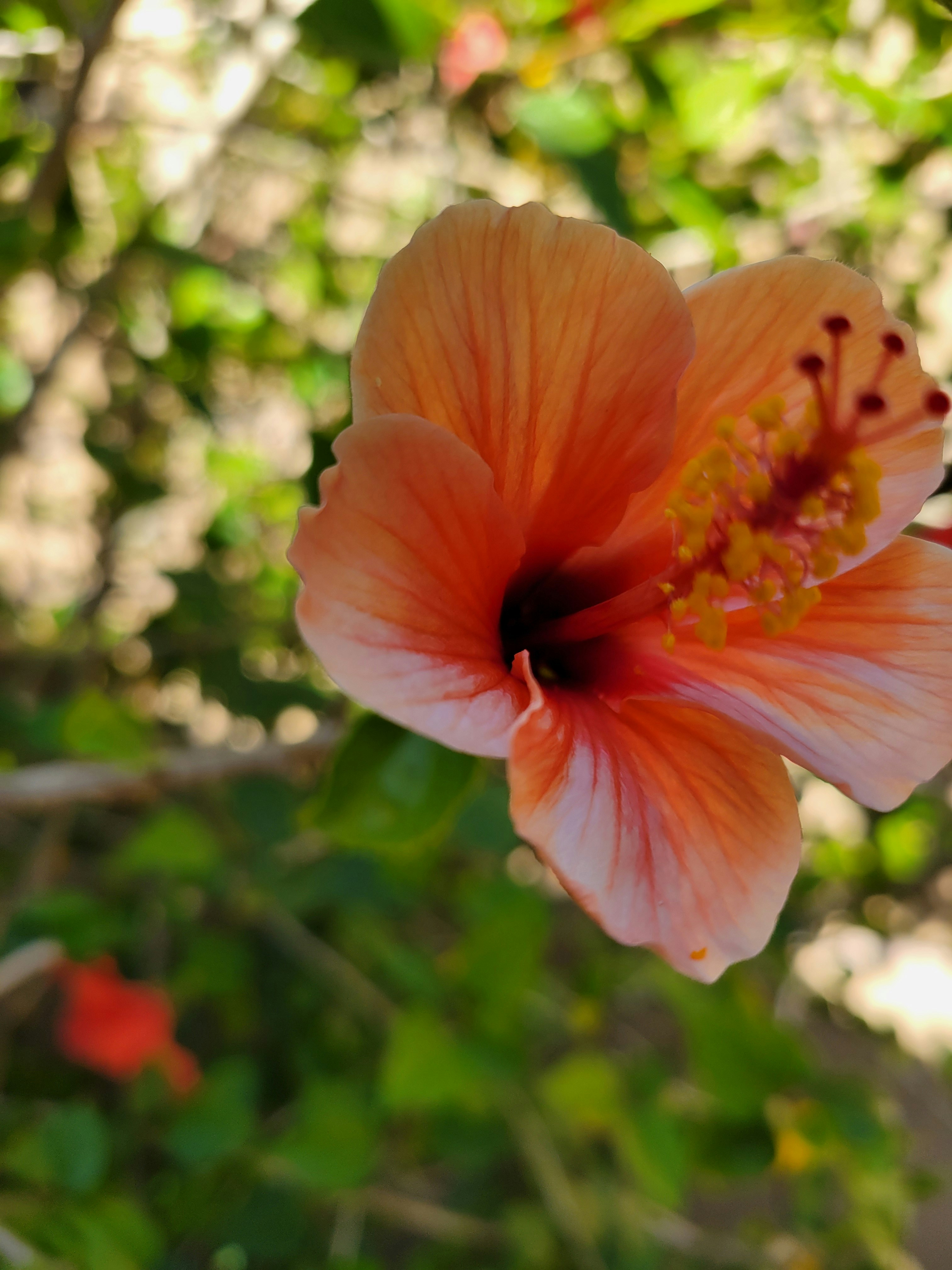 a large orange flower with green leaves in the backgroundHaripriya K