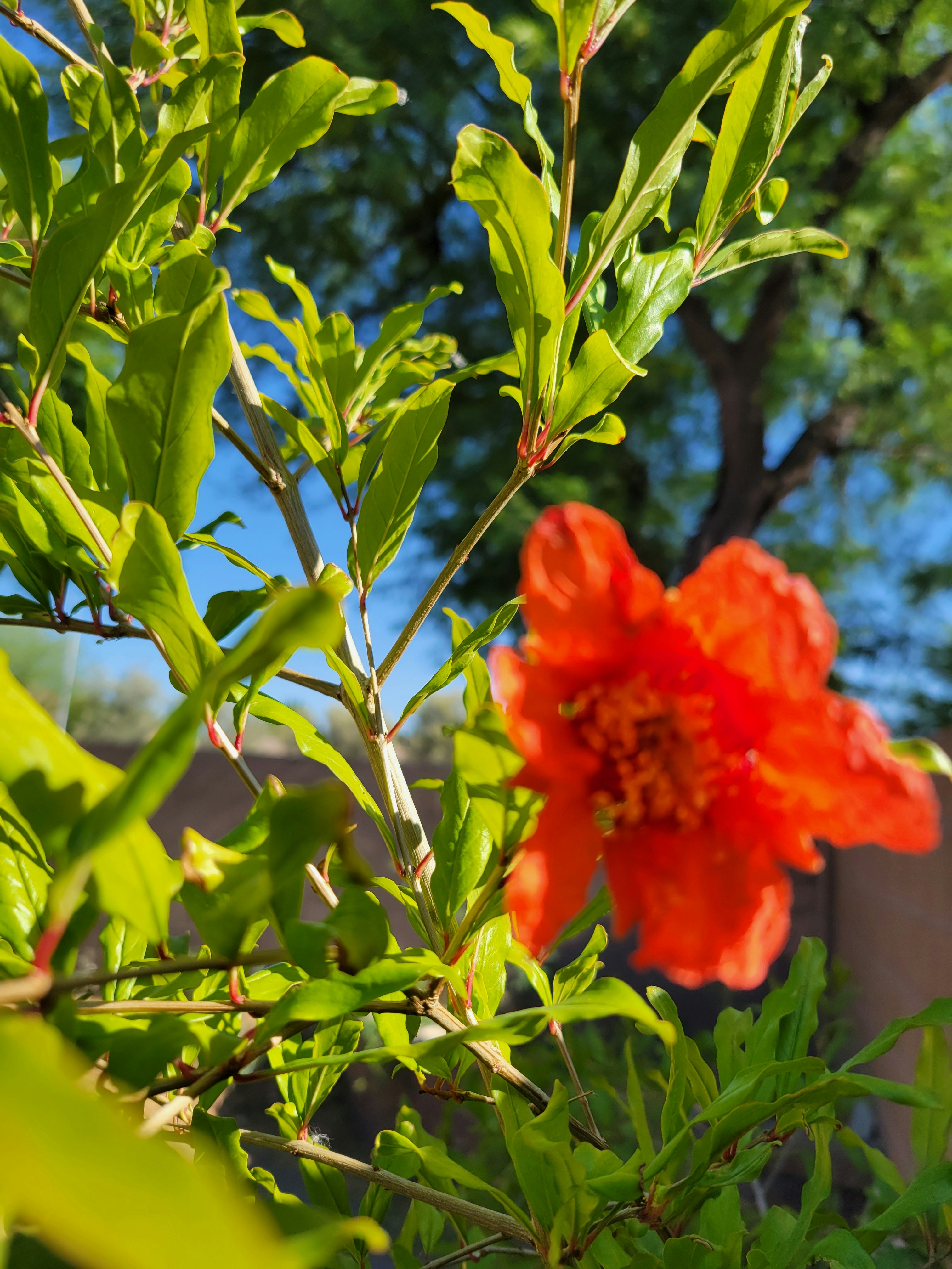 Sunlit Hibiscus in Focus: Green Canopy Framing a Fiery Bloom