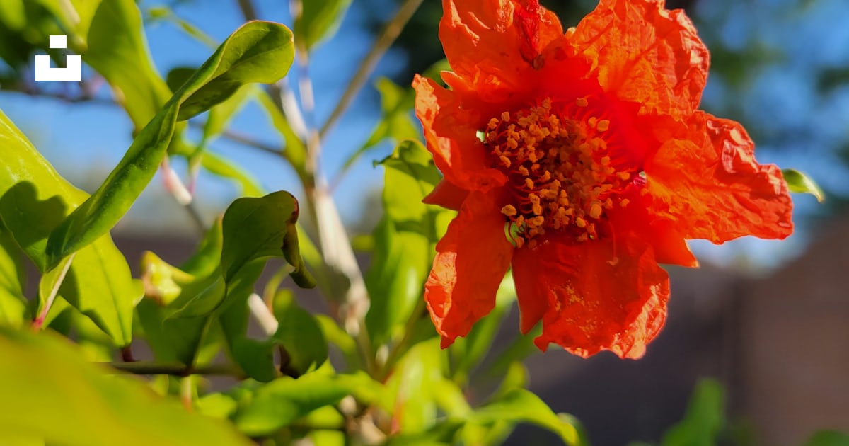 A Bright Orange Flower With Green Leaves In The Background Photo Free Phoenix Image On Unsplash
