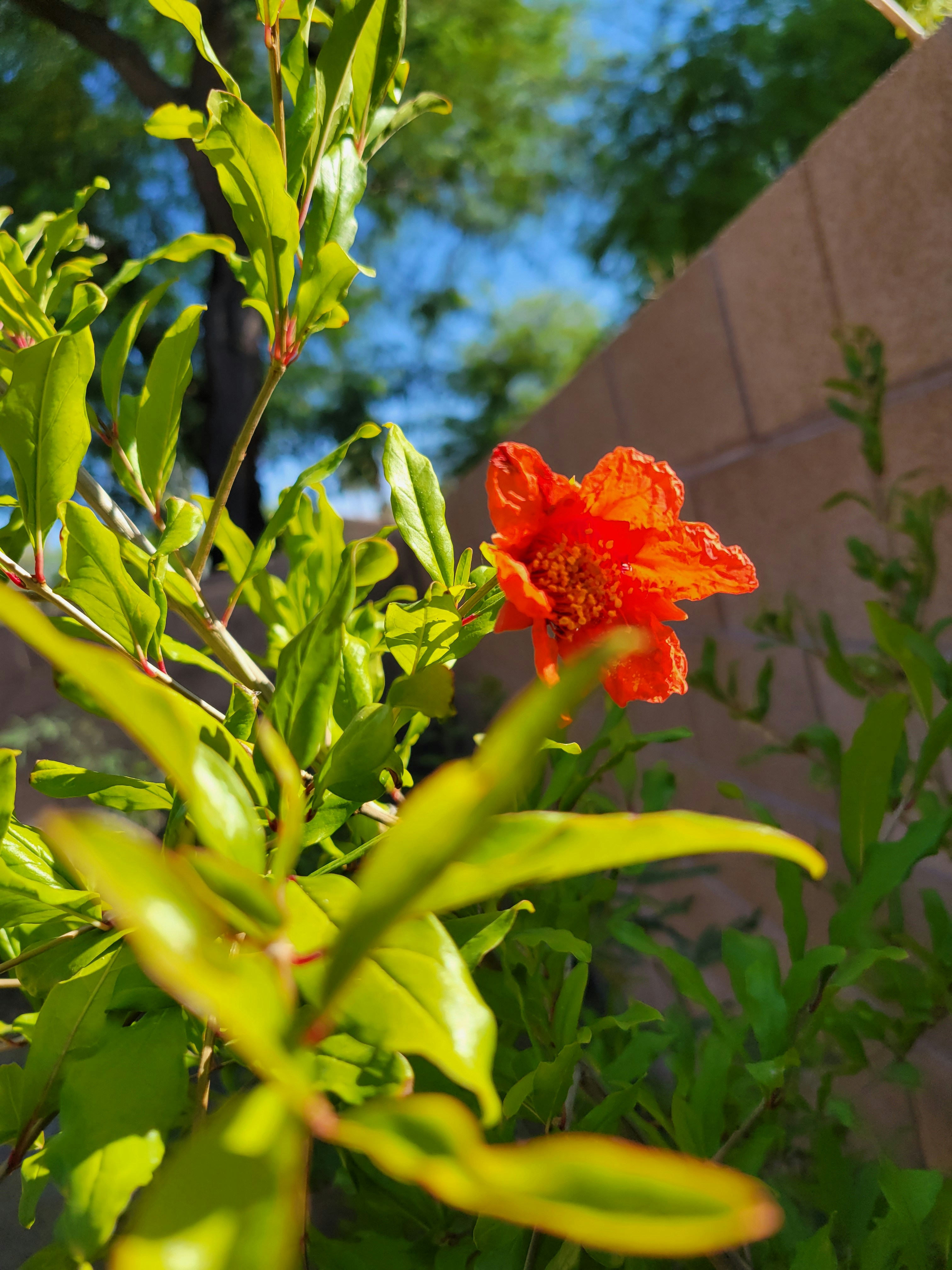 Saffron Hibiscus Glow Amid Backyard Greenery