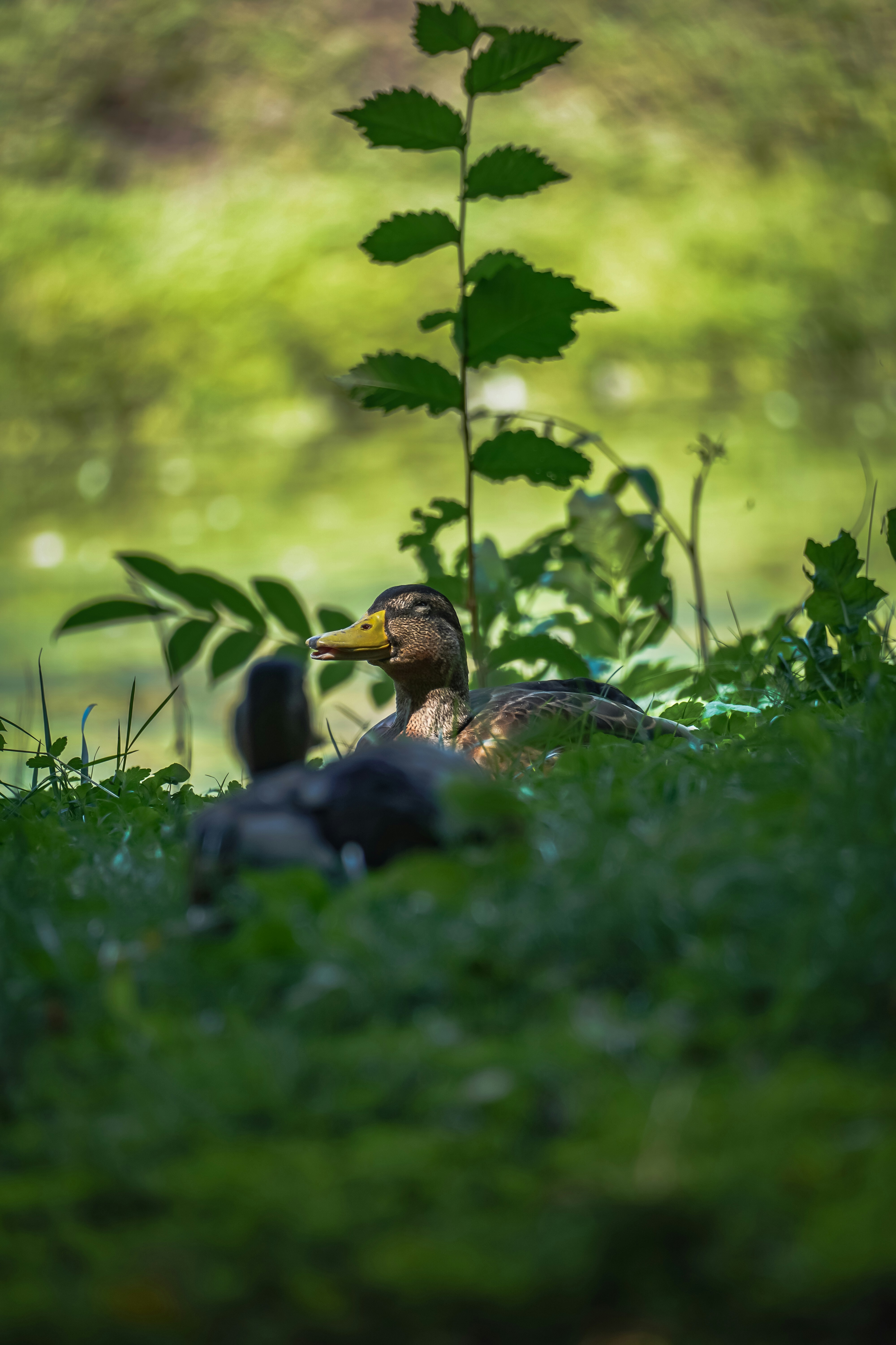 a duck sitting in the grass next to a tree
