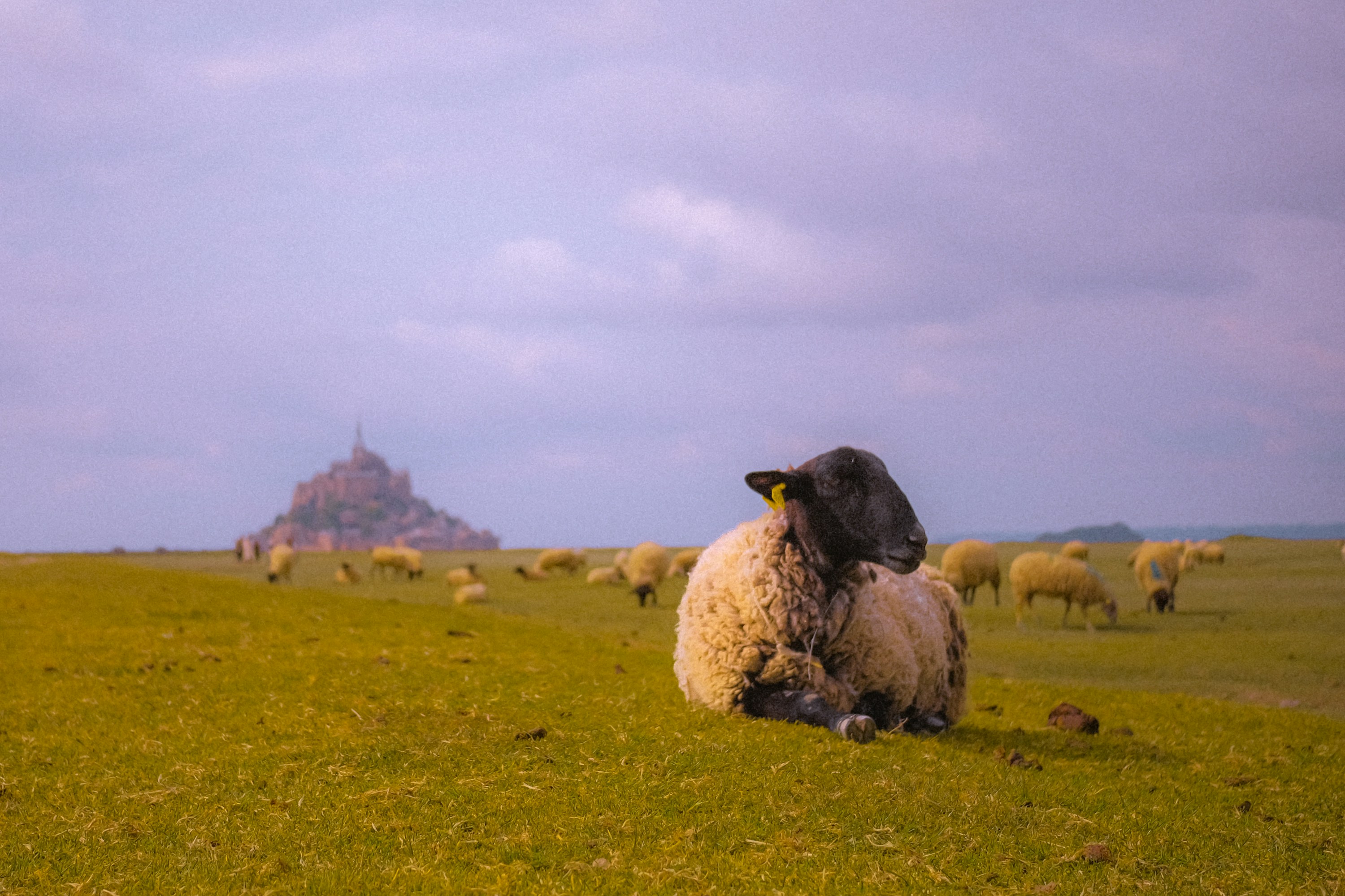 A herd of sheep grazing on a lush green field photo – Free Human Image ...