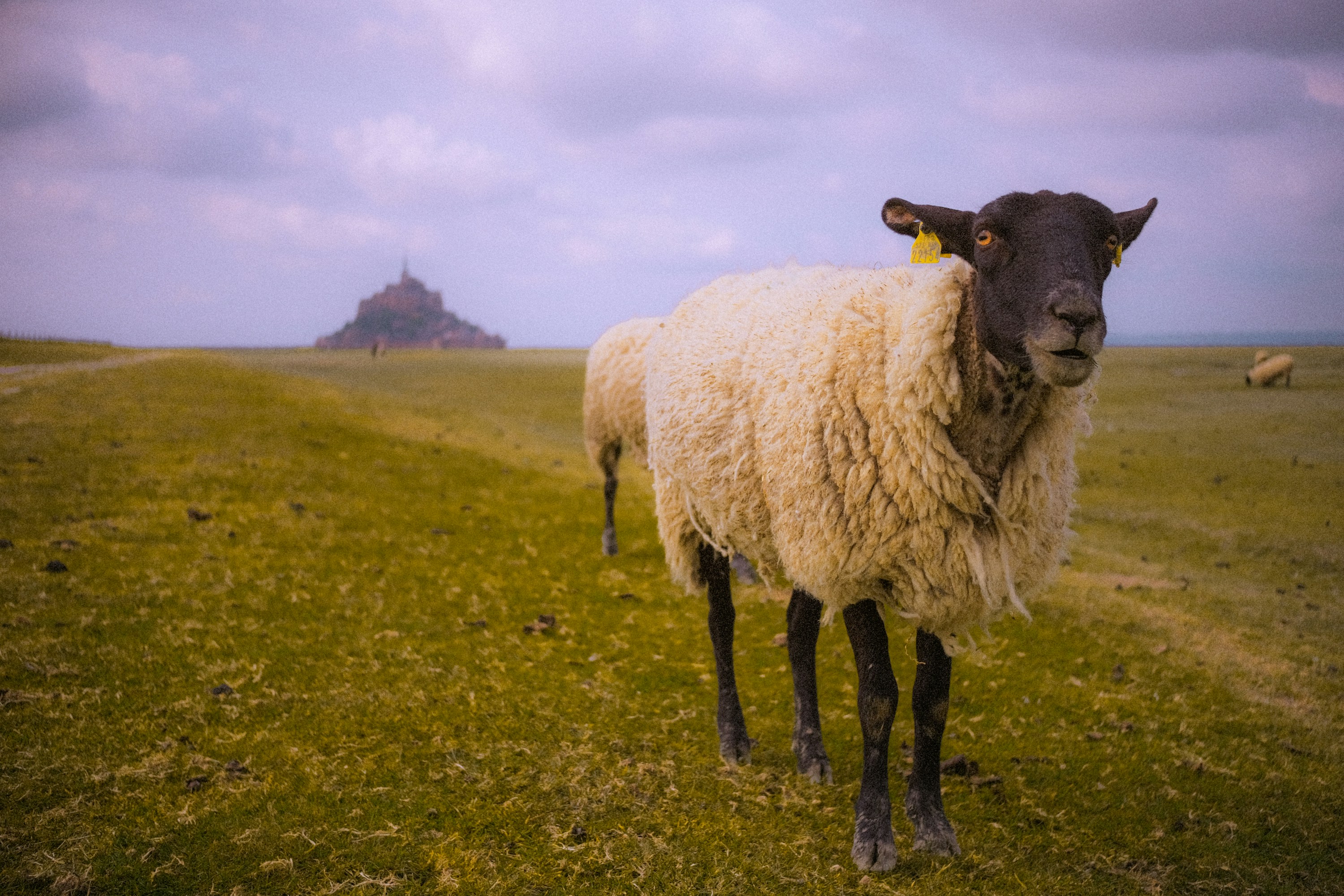 A sheep standing in a field with a castle in the background photo ...