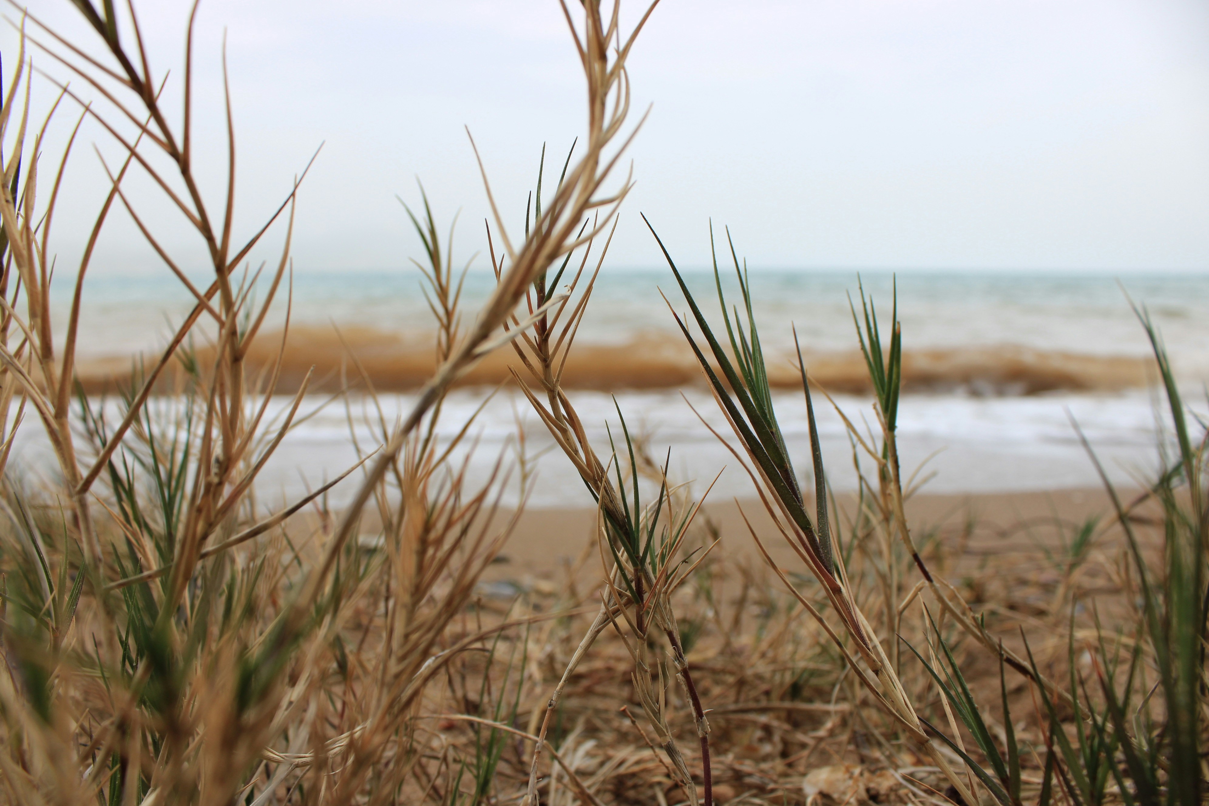 Fibrous Dunes: Wind-Touched Beach Grasses Framing a Quiet Seaboard