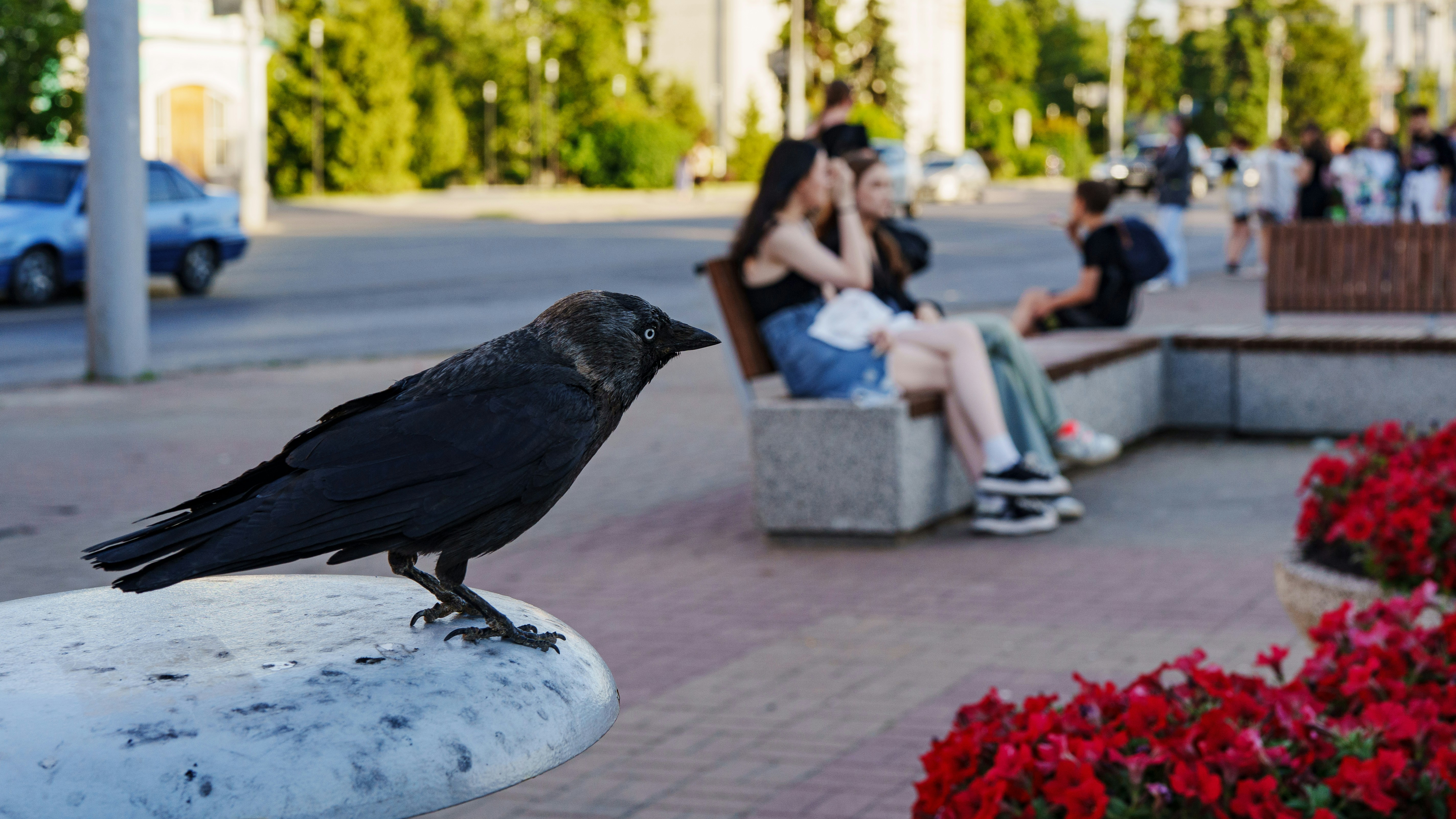 Stallion of the Square: A Crow on a Weathered Post Overlooking the Park Crowd