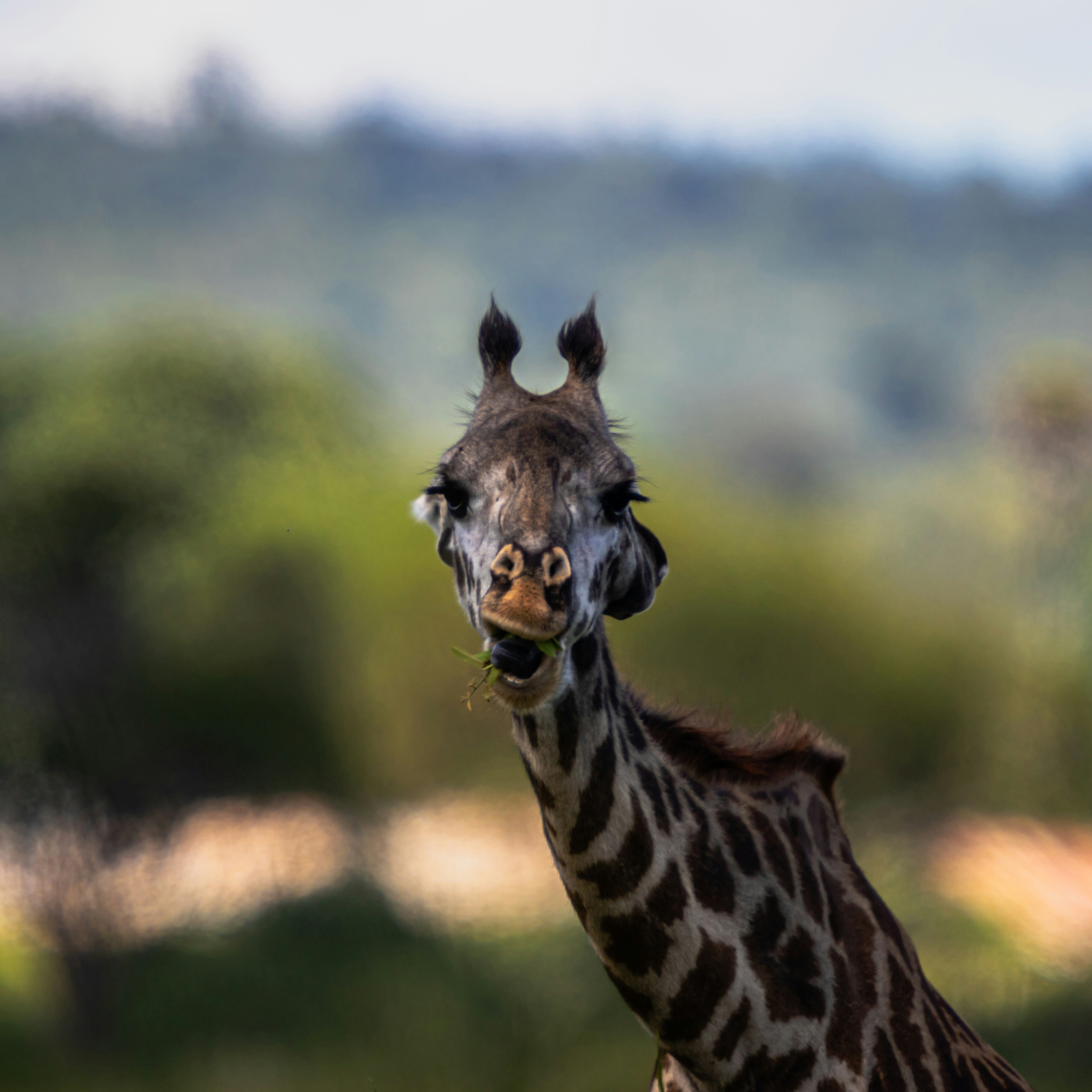 Giraffe in Focus: Curious Portrait Amid Velvet Bokeh