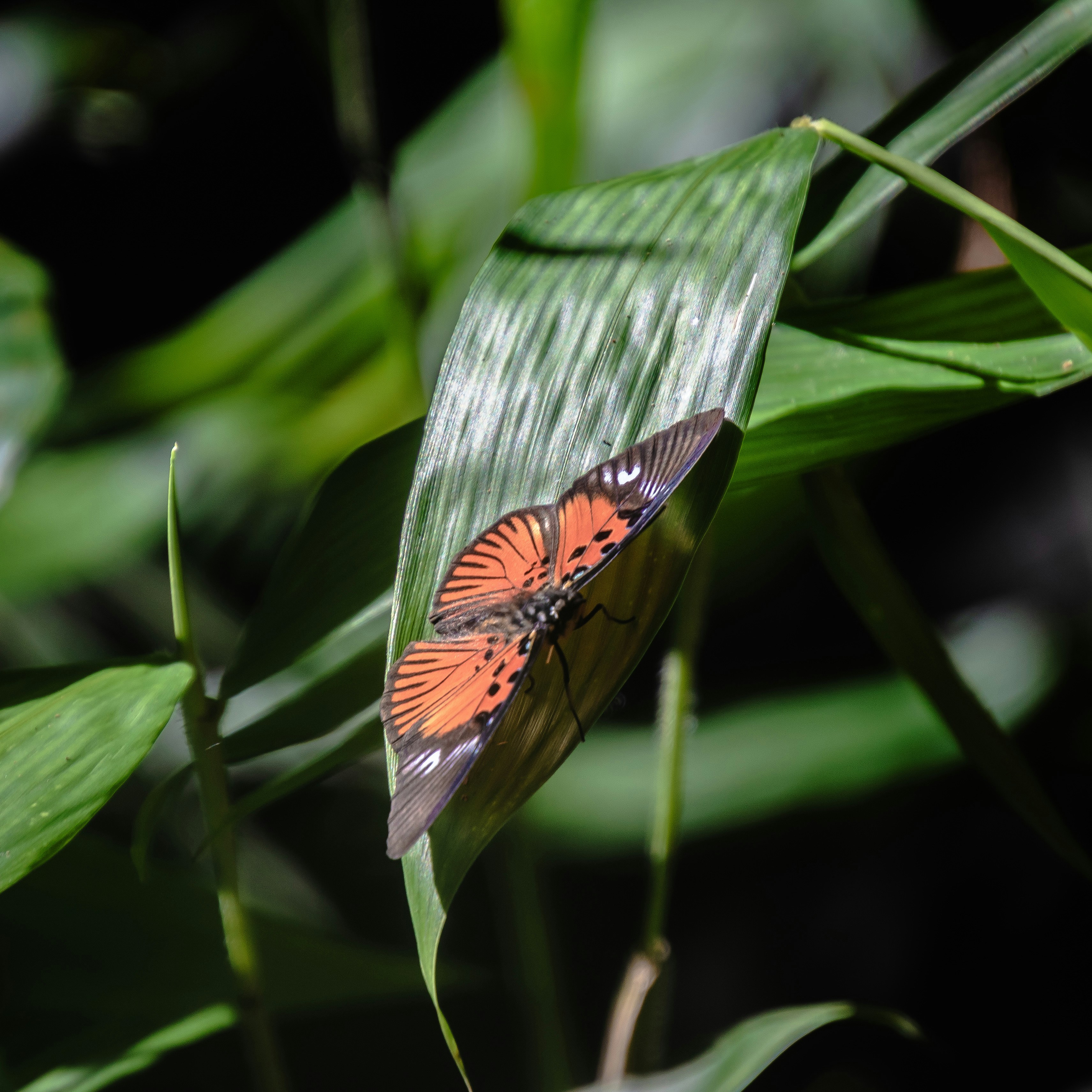 Crimson Butterfly on a Green Leaf: A tropical moment captured