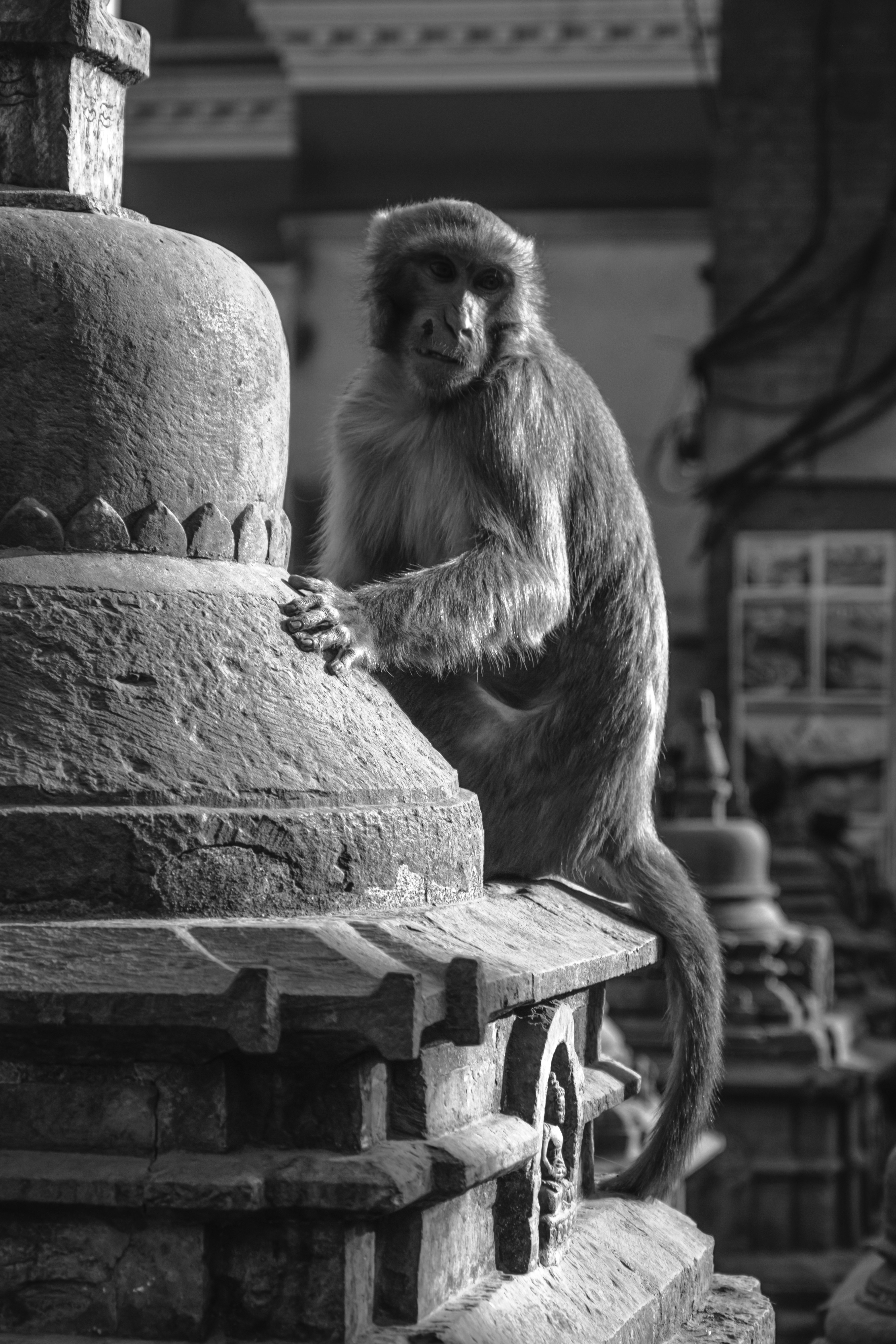 Urban Sentry: Macaque Perched on a Weathered Pedestal