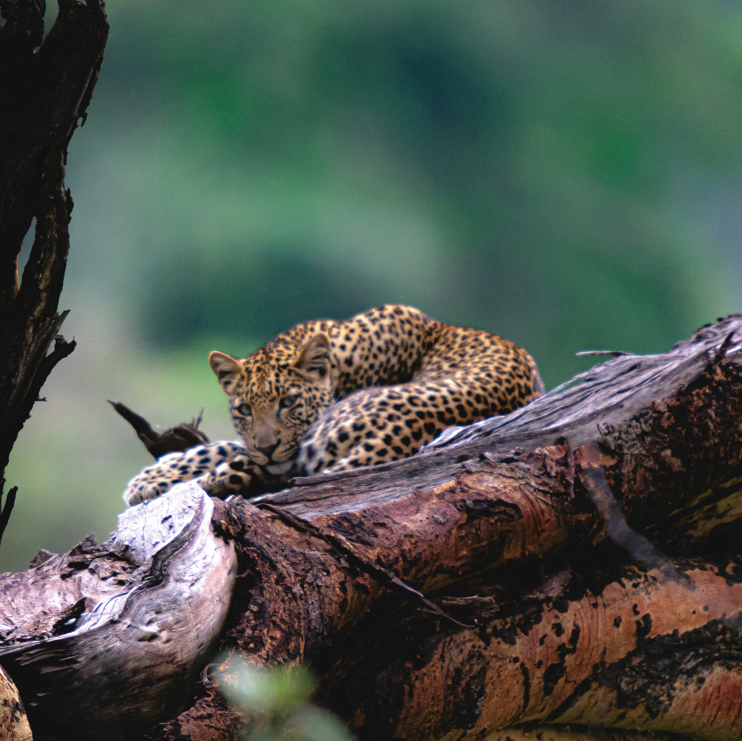Leopard on a Weathered Log: Restful Gaze in Dappled Light