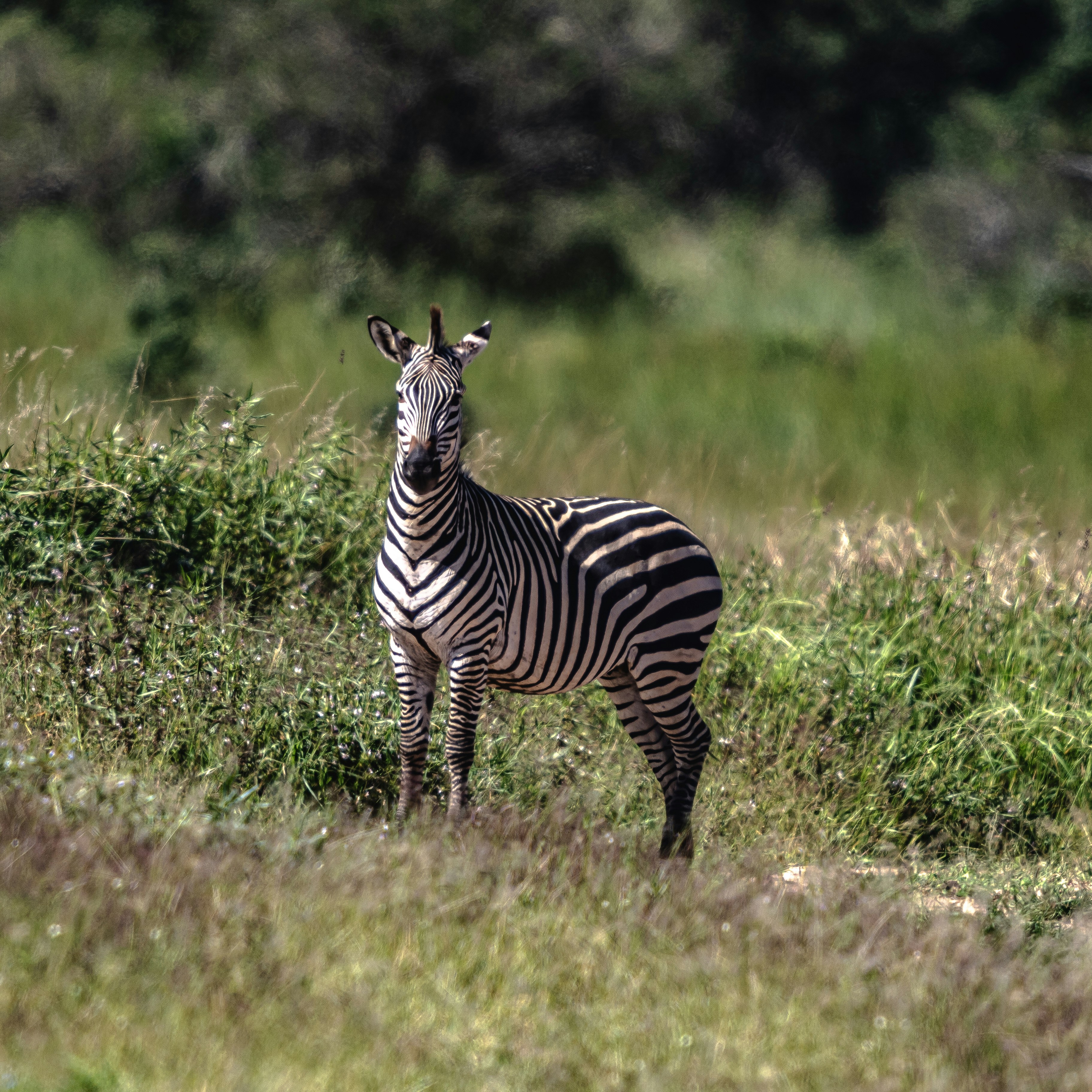 Sunlit Serengeti Stroll: A Zebra Stands Vigil in Grass