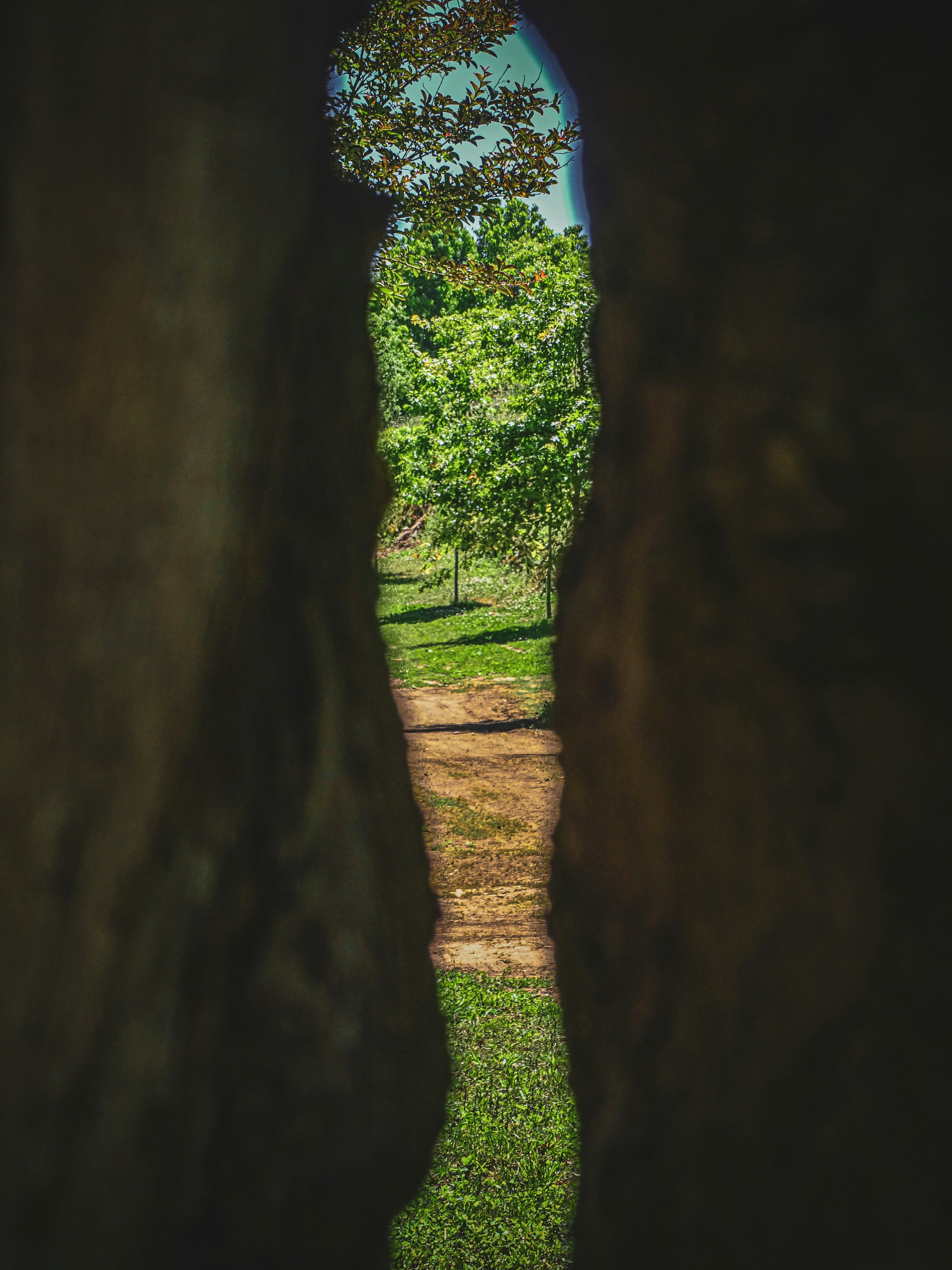 Sliver of Light: A Park Revealed Through a Trunk Gap